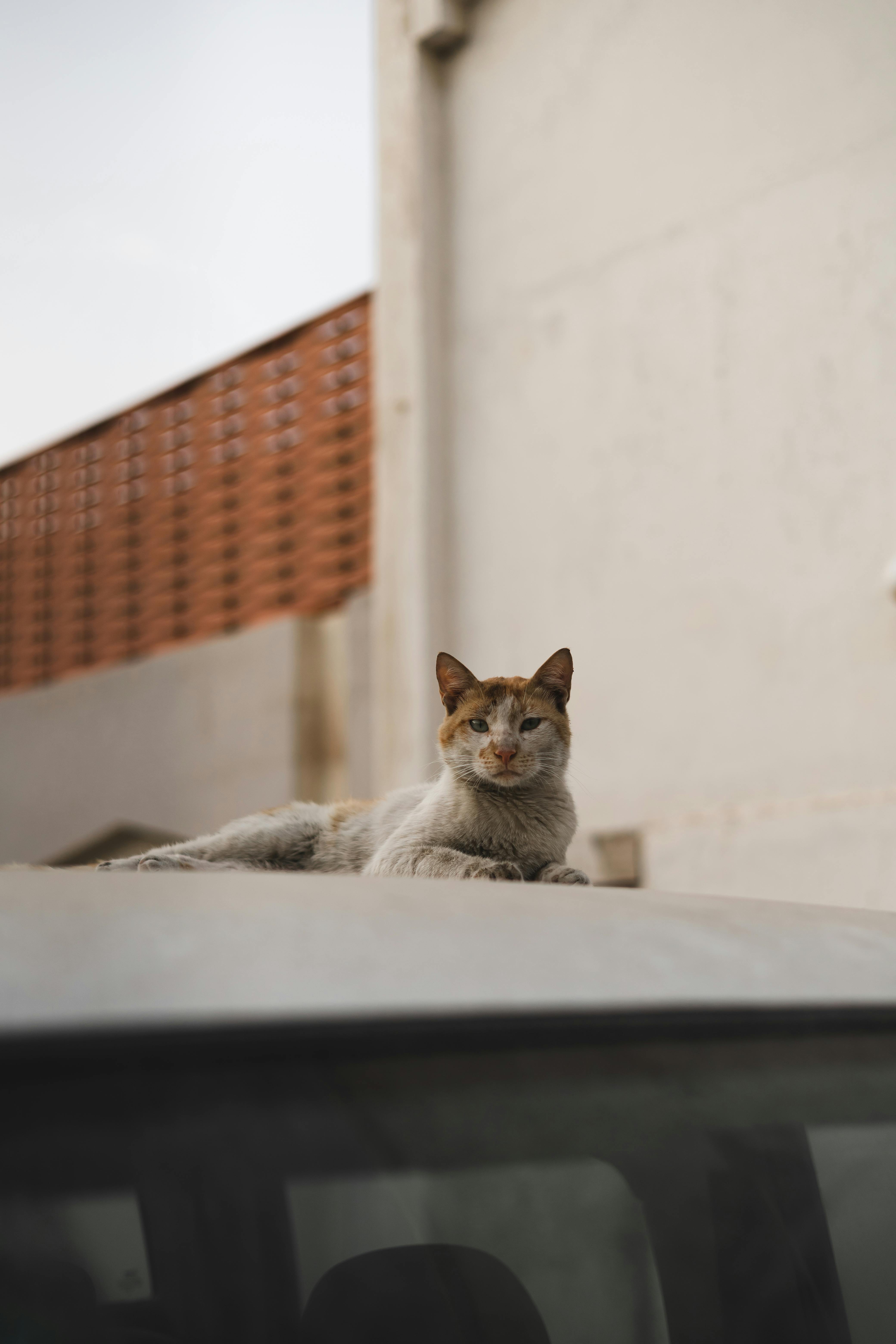 Tabico Cat Photos, Download The BEST Free Tabico Cat Stock Photos & HD ...