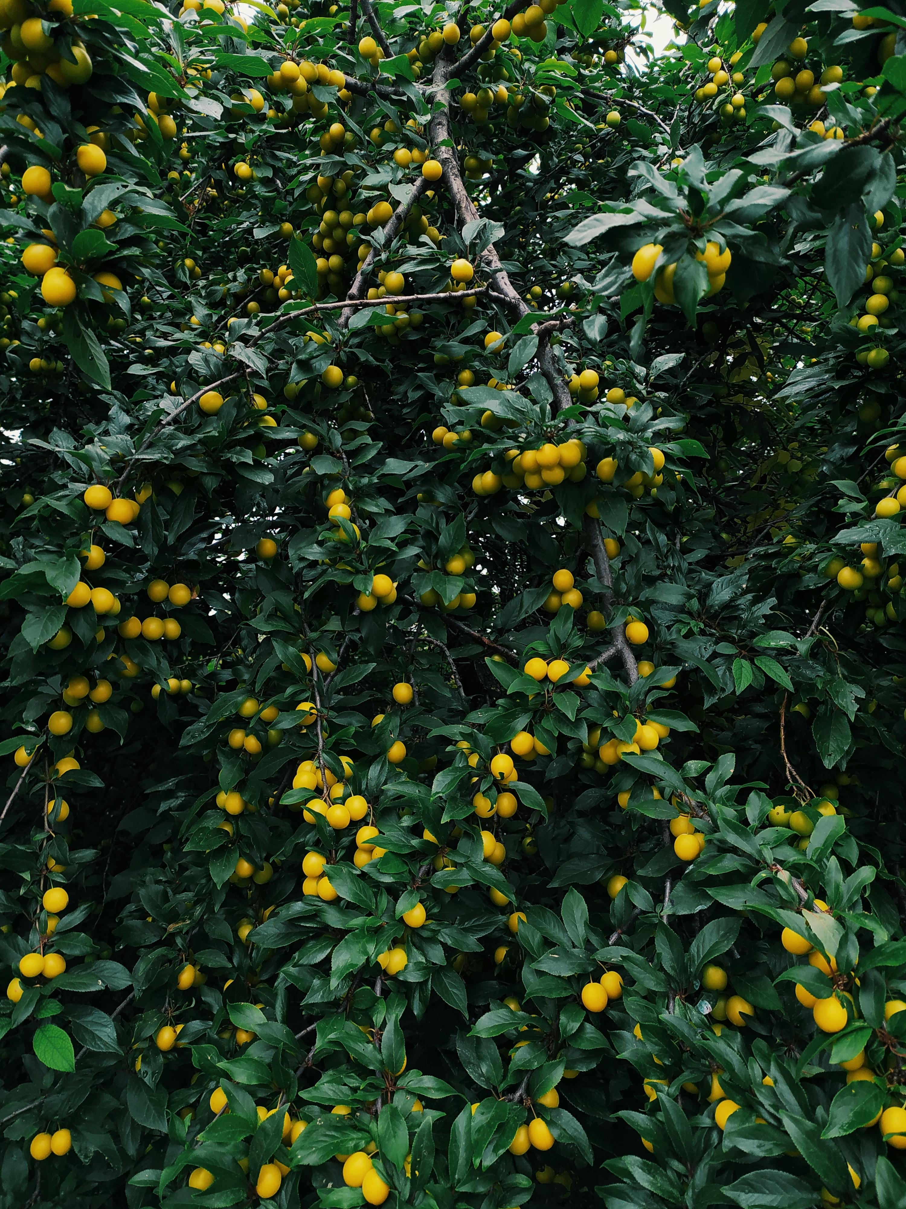 Branches of Mirabelle Plum are Heavy with Yellow Fruits · Free Stock Photo