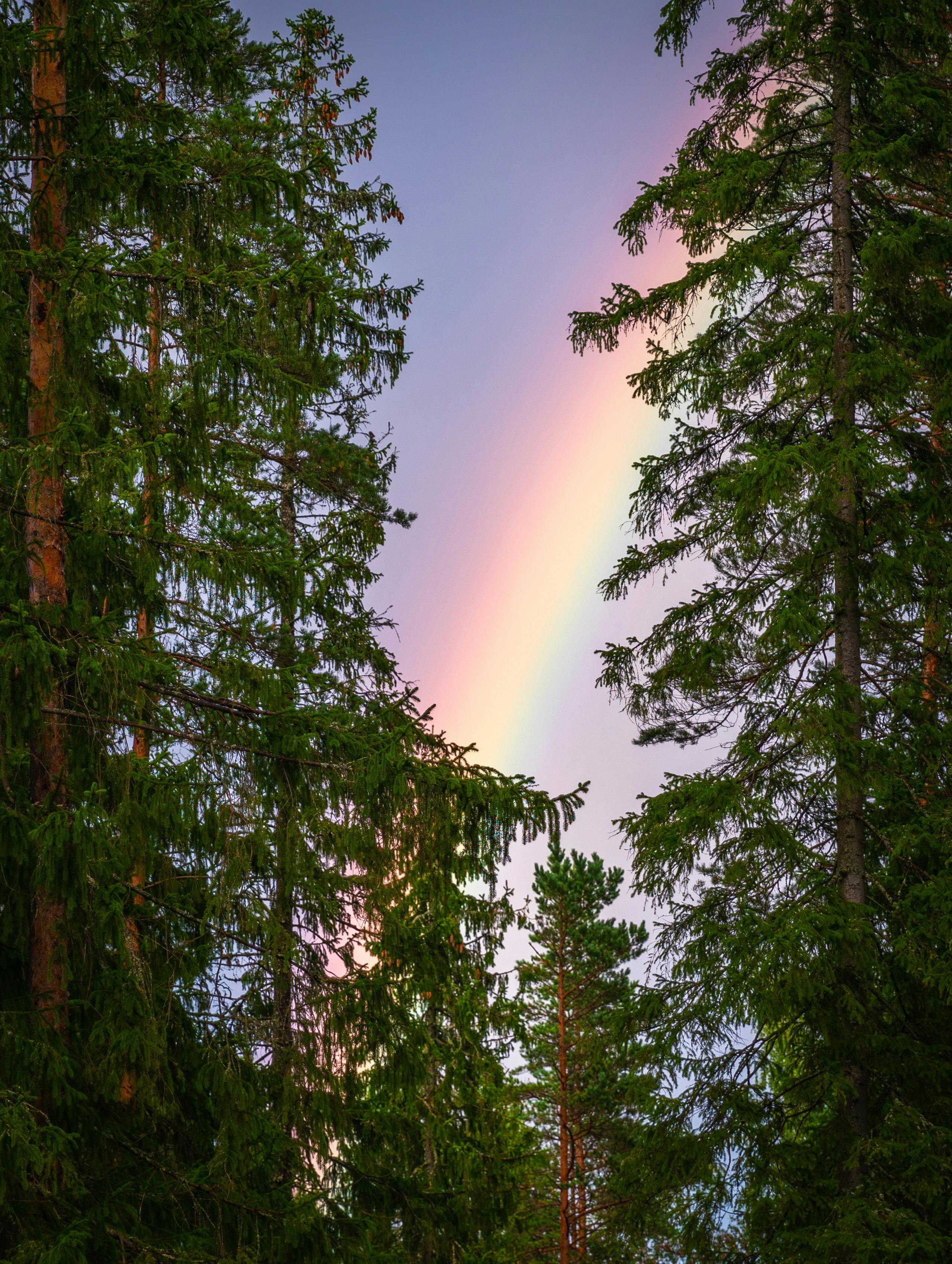 Photo Of Trees And Rainbow · Free Stock Photo