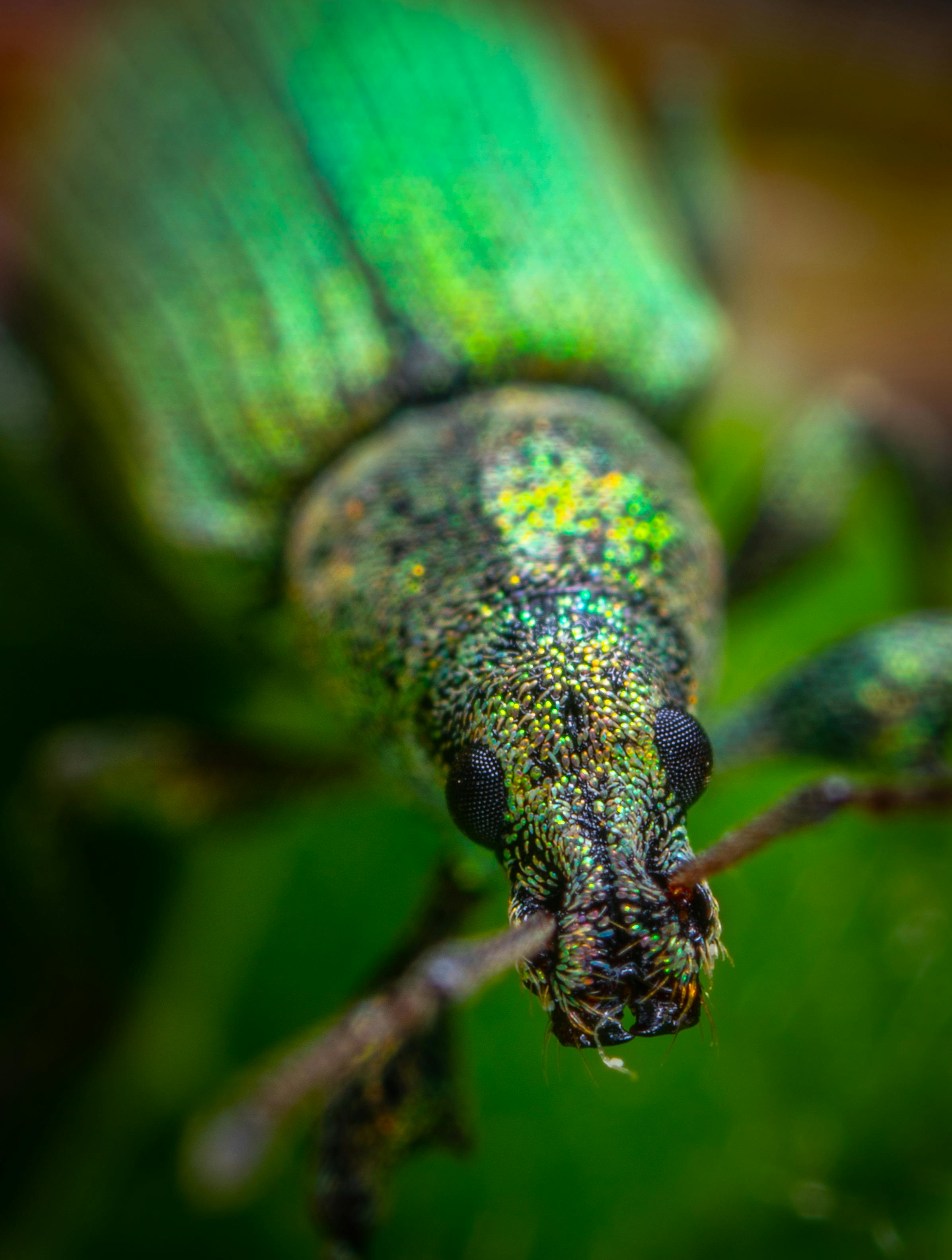 Selective Focus Photography of Green Insect · Free Stock Photo