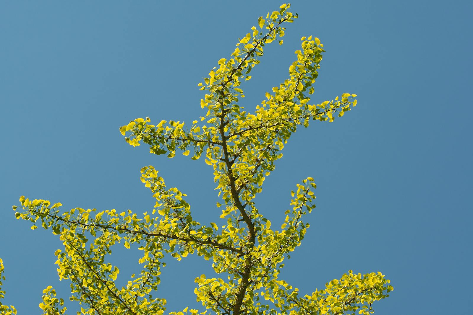 Ginkgo Biloba Photos, Download The BEST Free Ginkgo Biloba Stock Photos ...