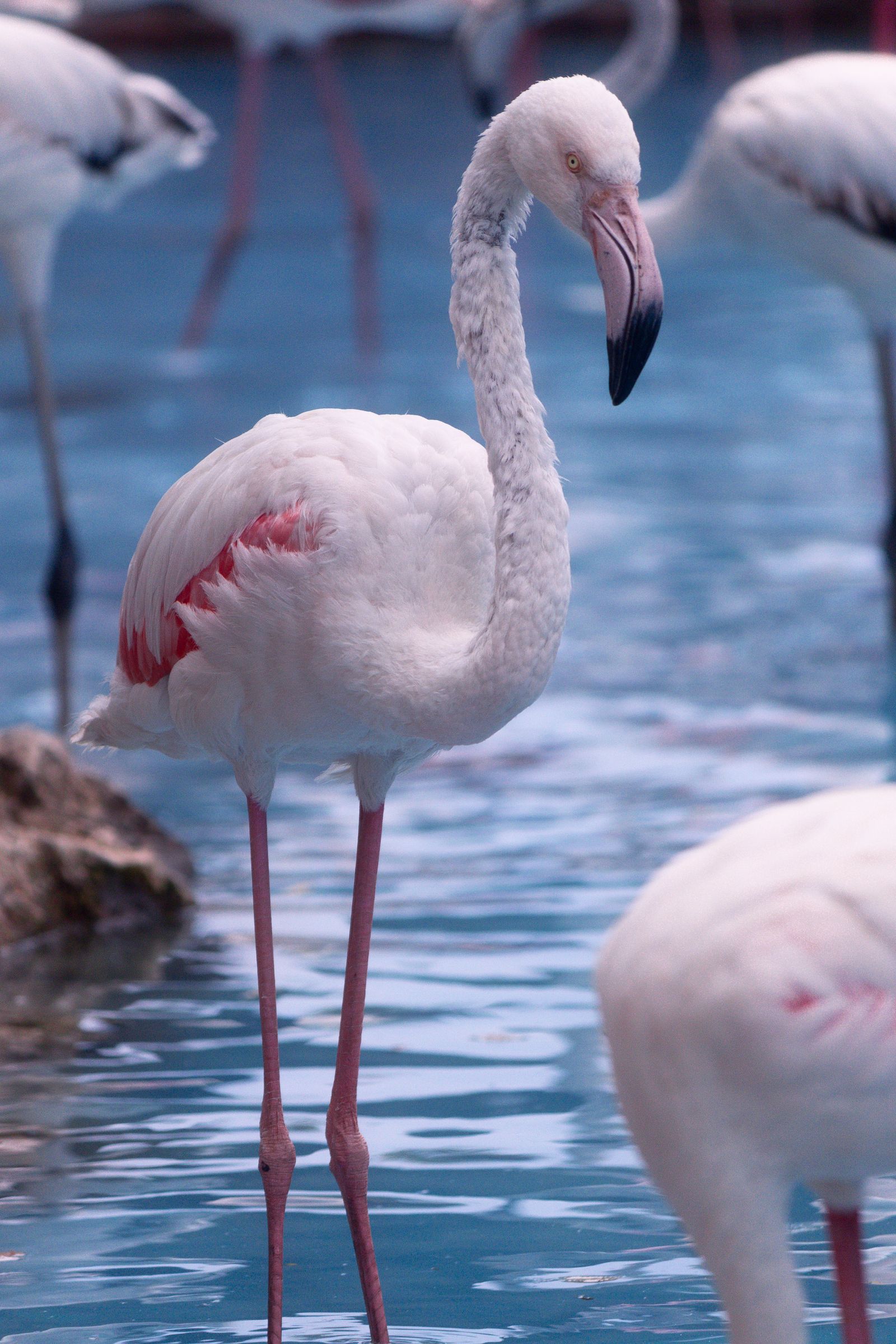 Flamingo Bird Photos, Download The BEST Free Flamingo Bird Stock Photos ...