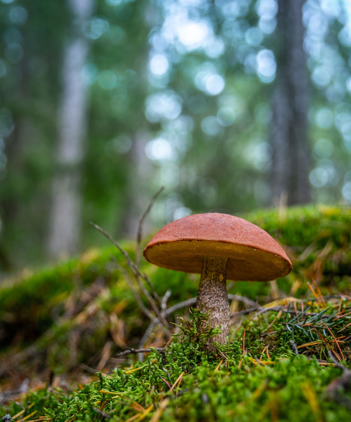 Mushroom Photos, Download The BEST Free Mushroom Stock Photos & HD Images