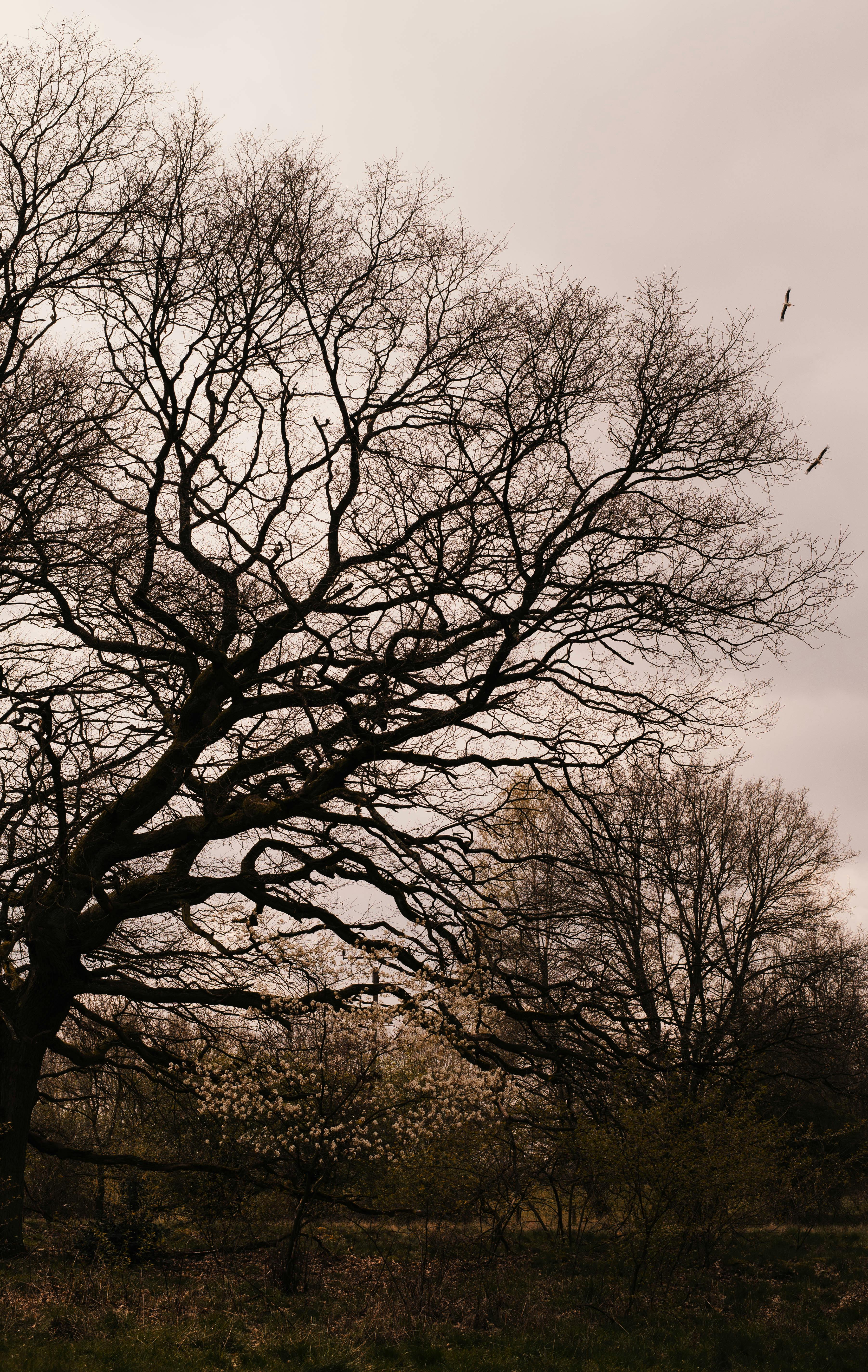 Leafless Trees in a Park · Free Stock Photo