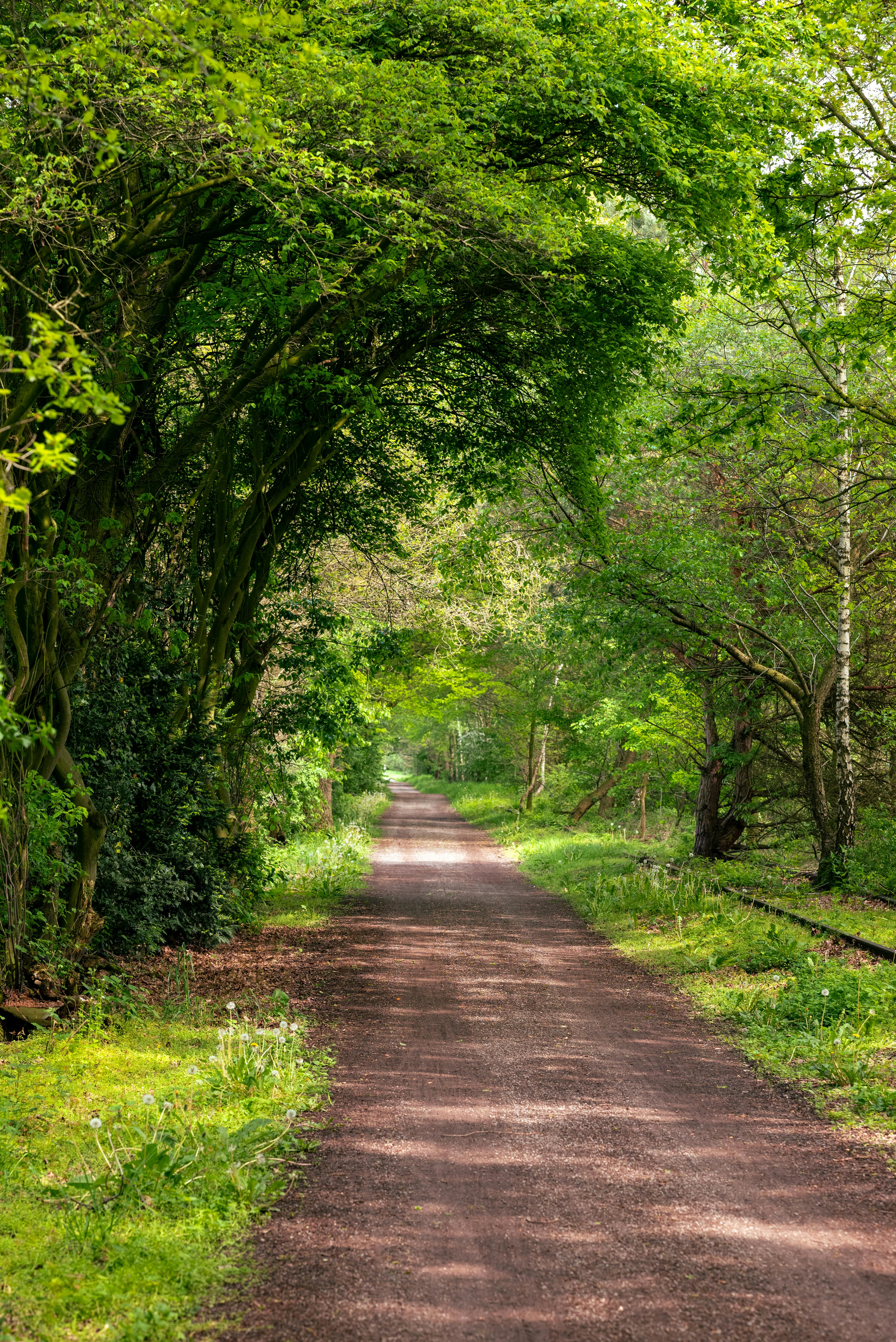 A Walkway between Bright Green Trees · Free Stock Photo