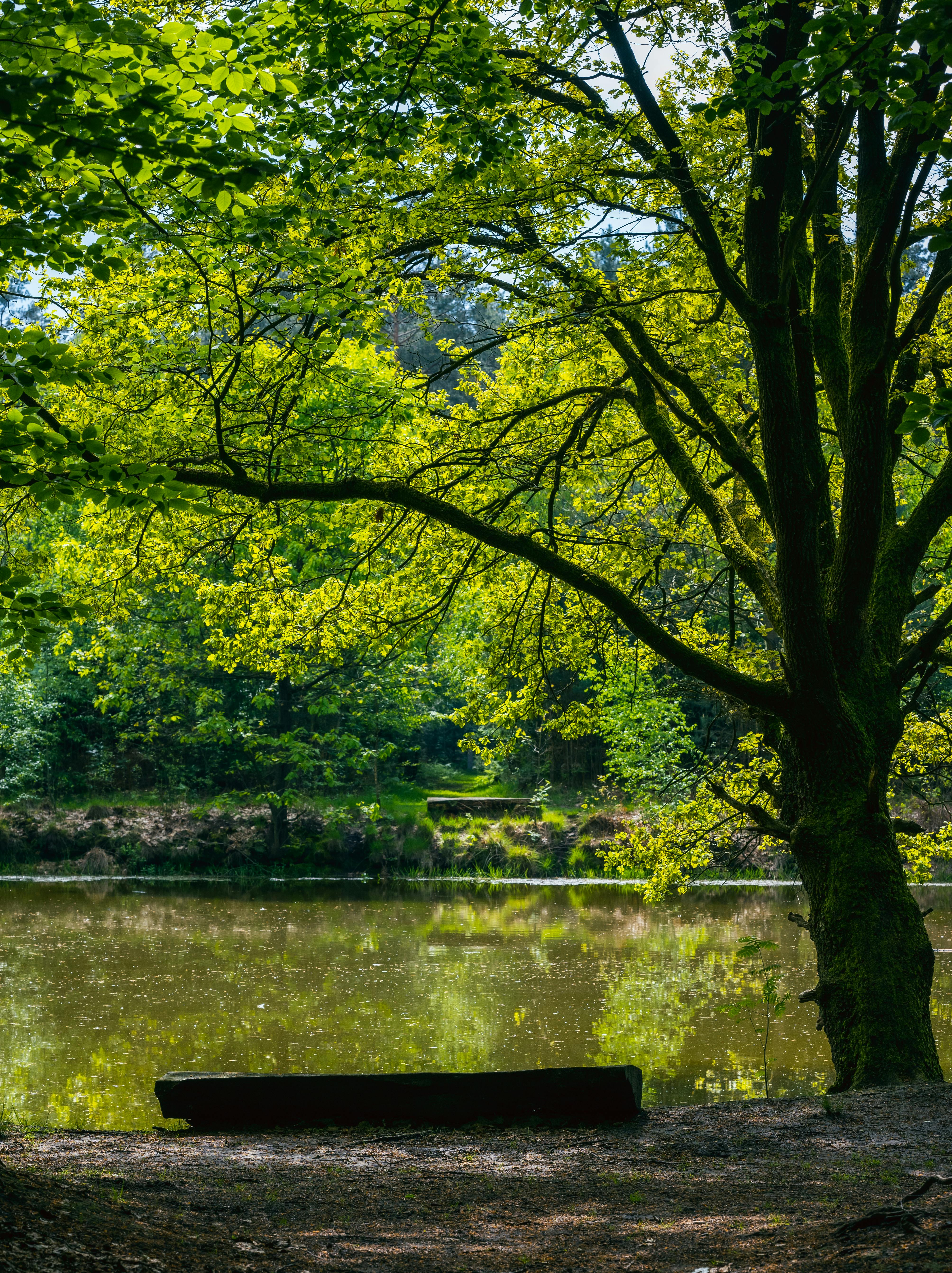 Rain in a Park Hitting the Surface of a Pond · Free Stock Photo