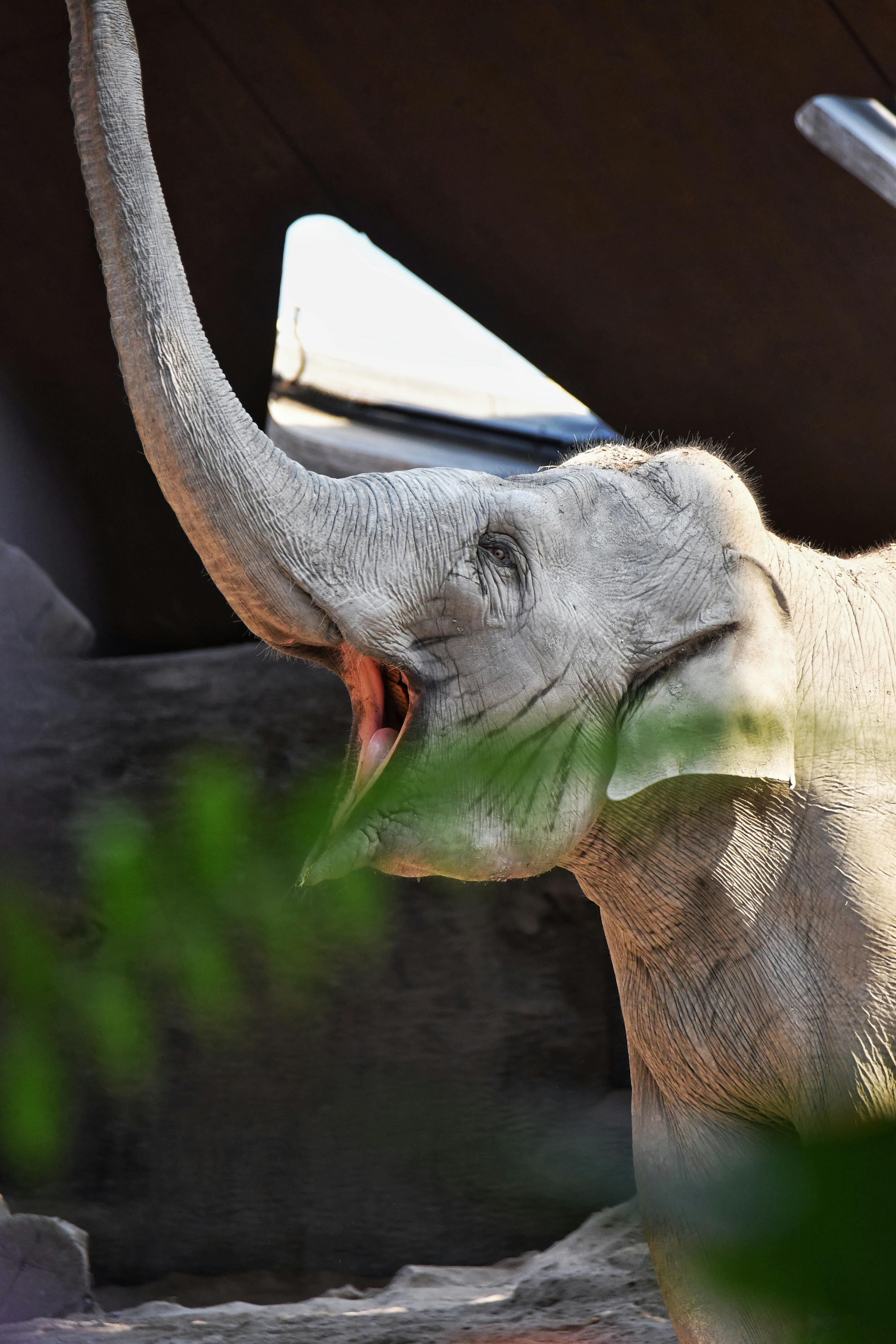 Elephant Yawn Photos, Download The BEST Free Elephant Yawn Stock Photos ...