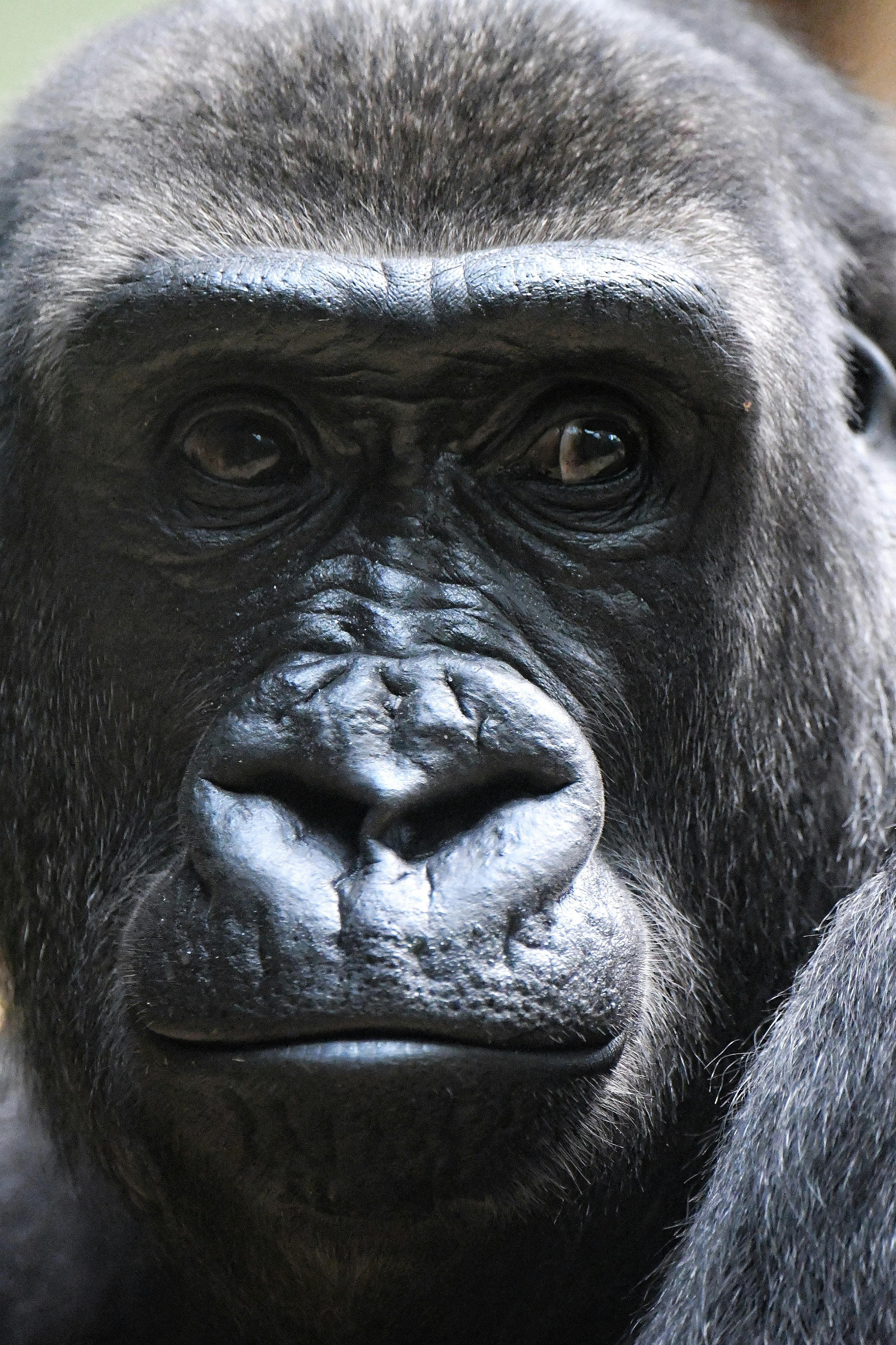 Close up of Gorilla Head · Free Stock Photo