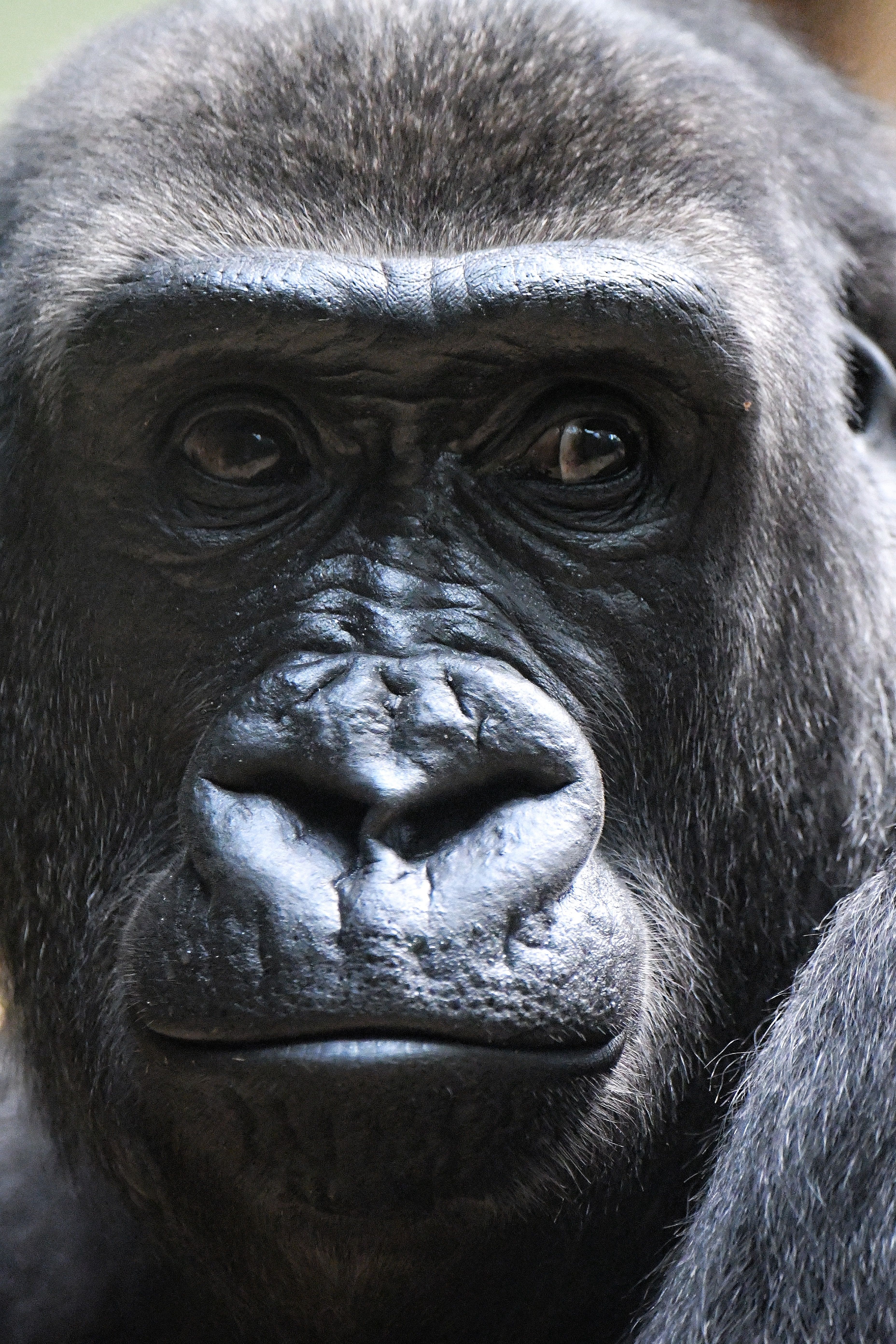 Face of Gorilla · Free Stock Photo