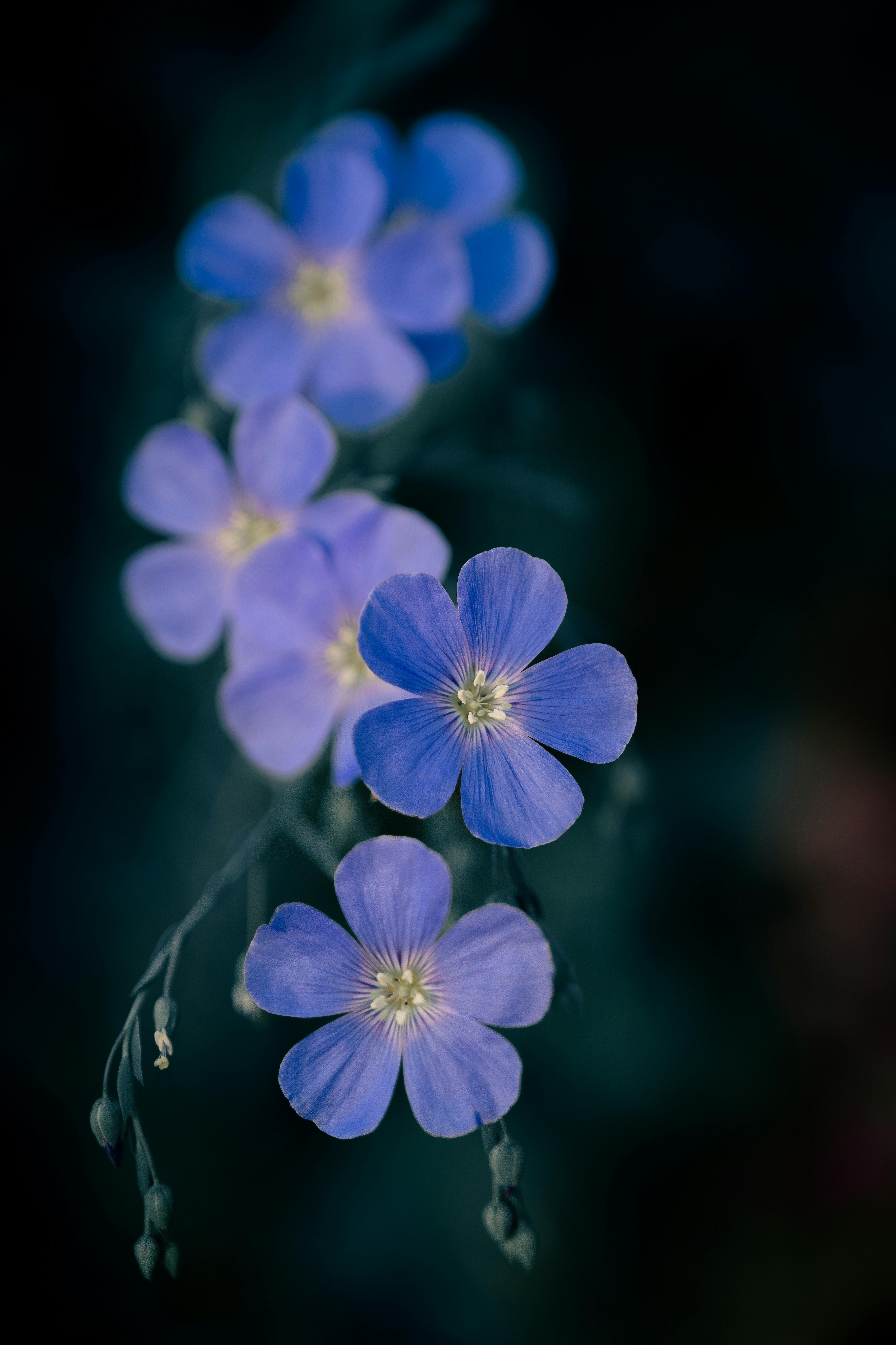 Close up of Blue Flowers · Free Stock Photo
