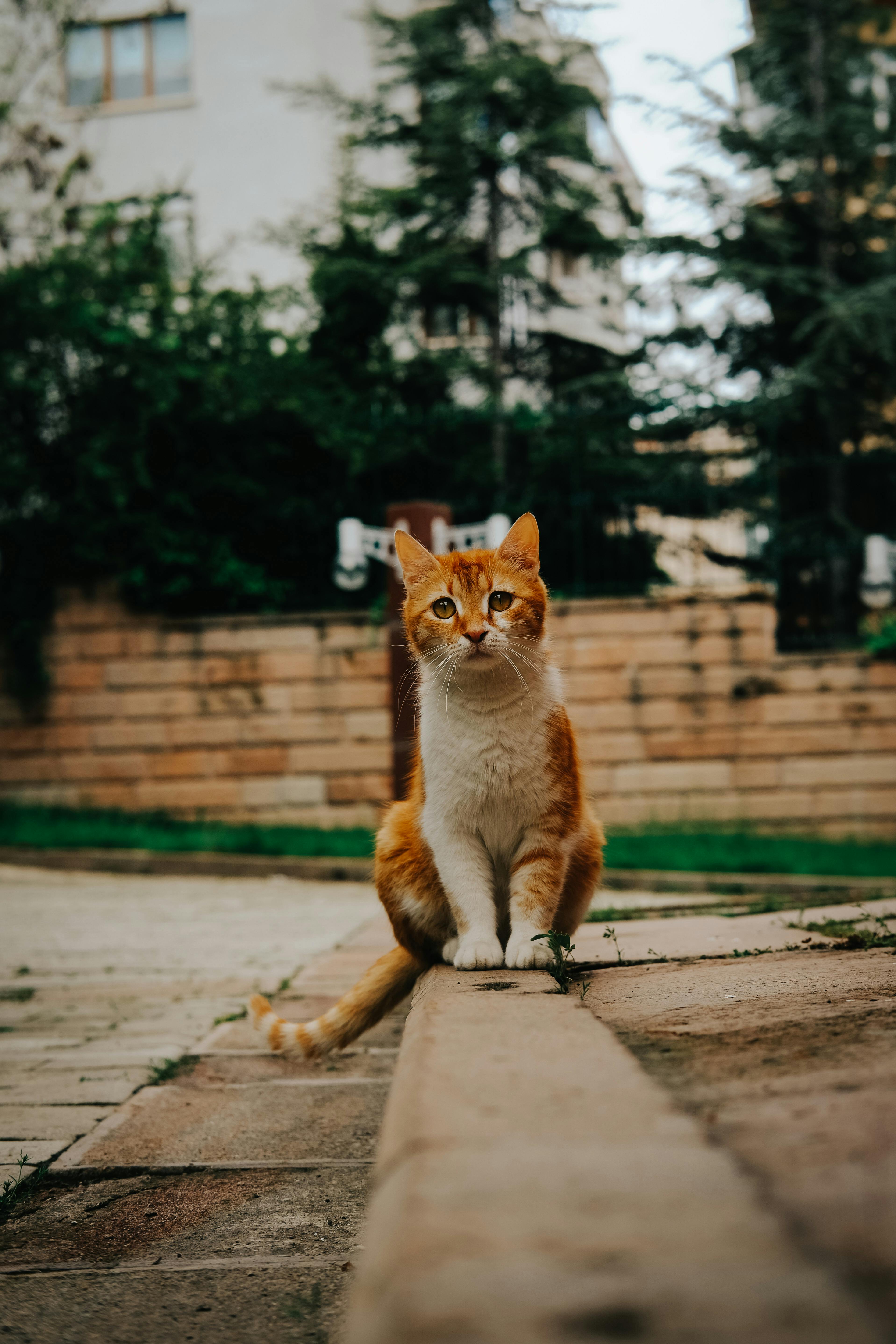 Distracted Cat Photos, Download The BEST Free Distracted Cat Stock ...