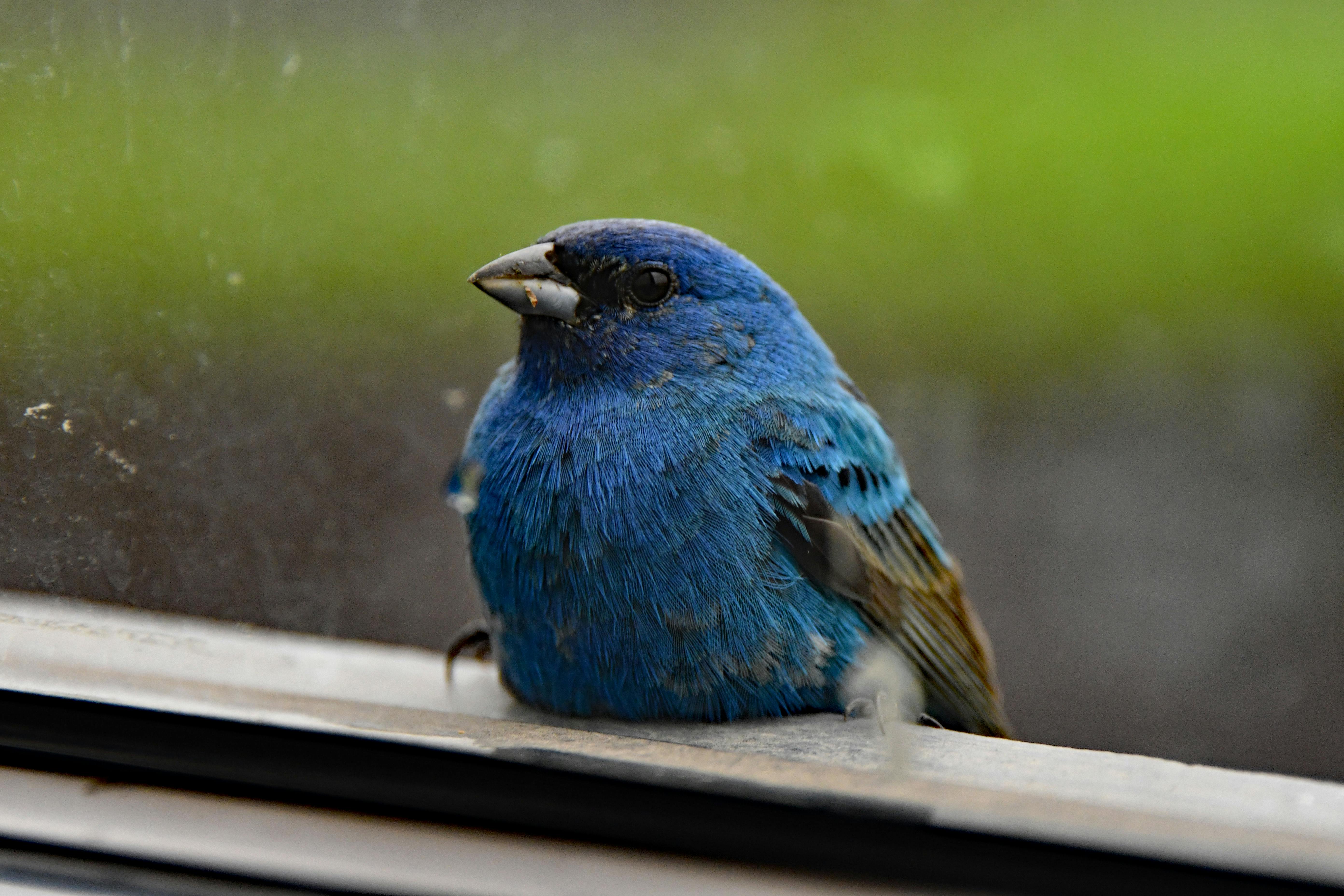 Close up of Blue Bunting Bird · Free Stock Photo