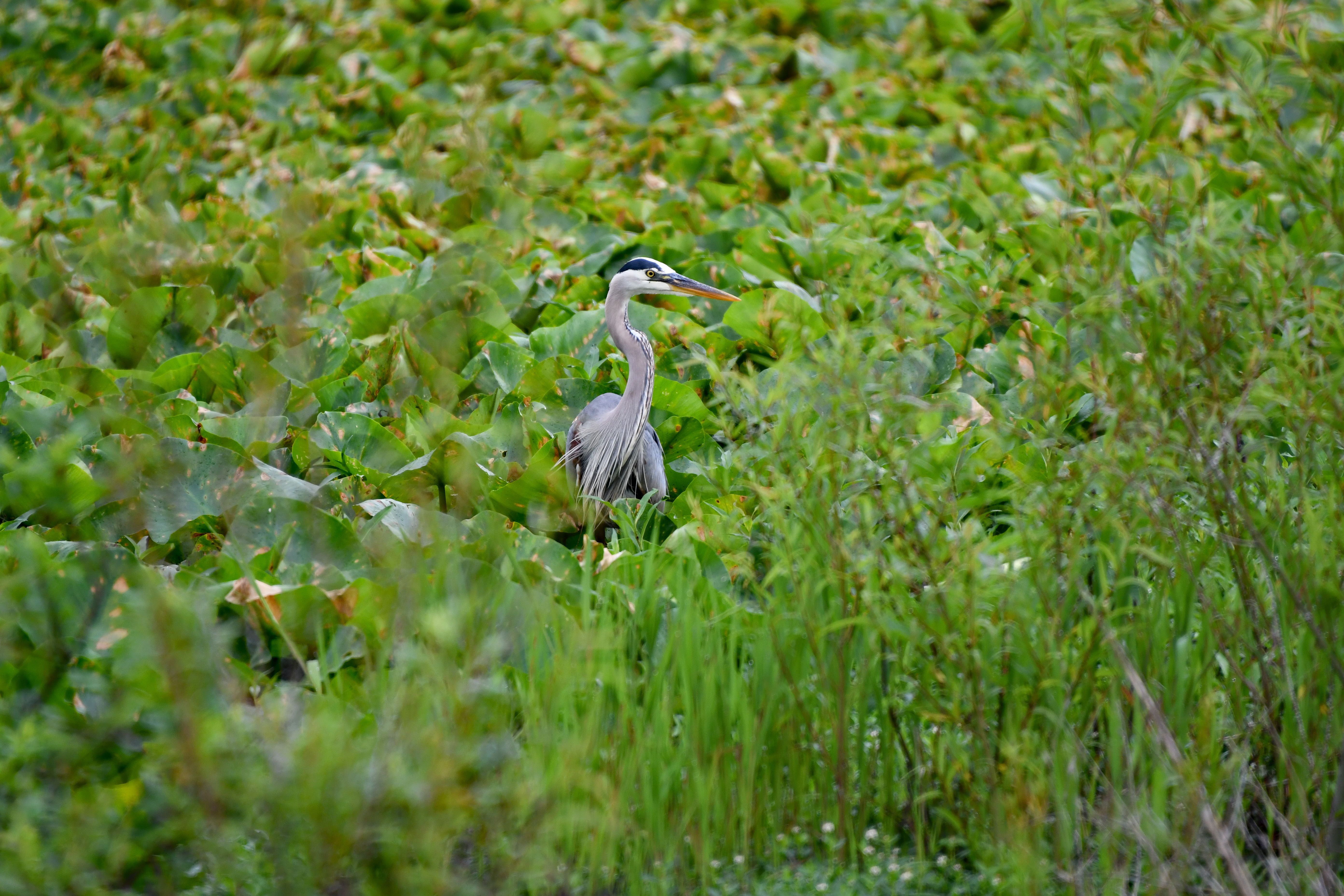 Photo of a Heron Standing in the Field · Free Stock Photo