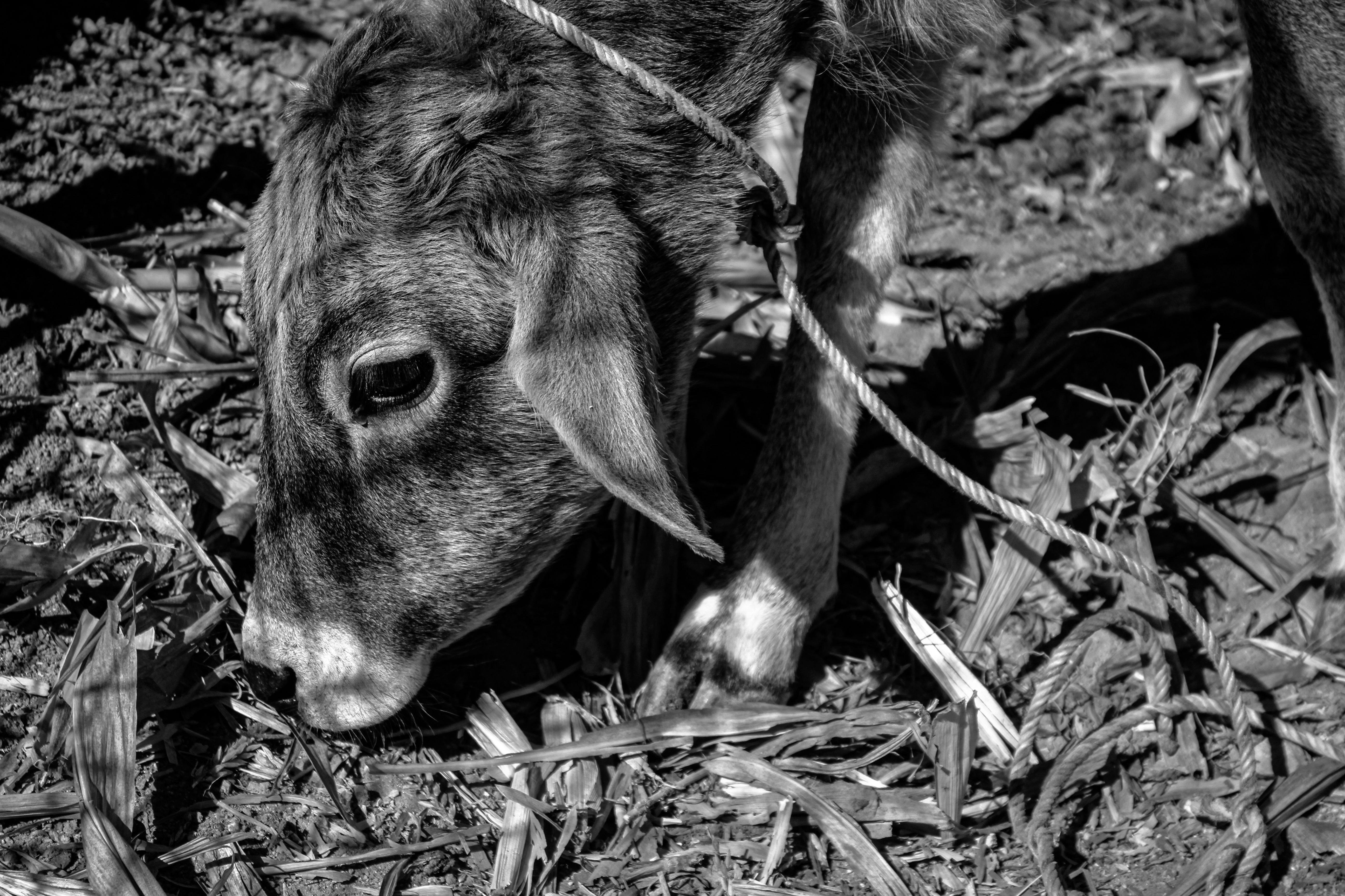 Cow Farm Photos, Download The BEST Free Cow Farm Stock Photos & HD Images