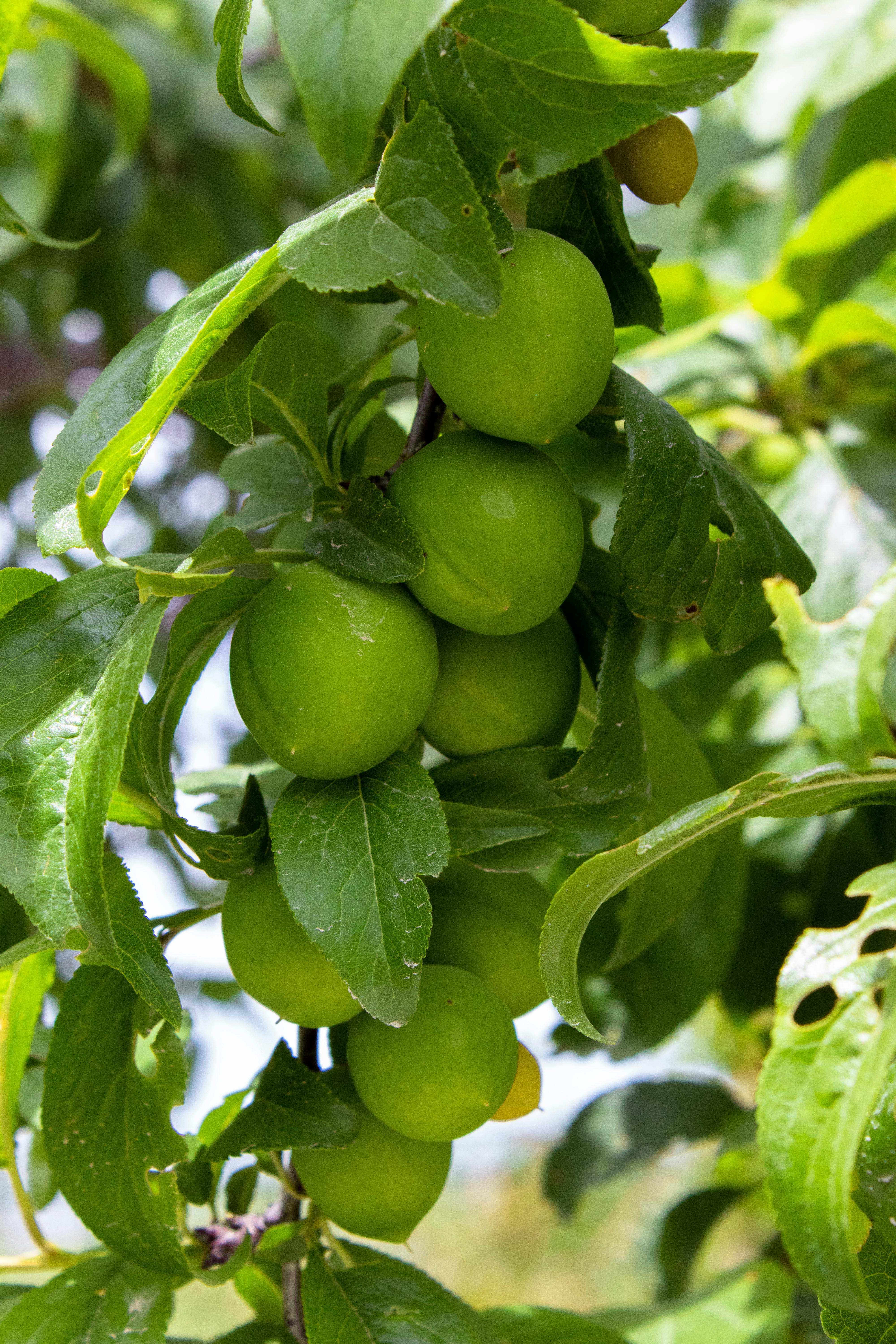 Close-up of a Branch with Unripe Plums · Free Stock Photo