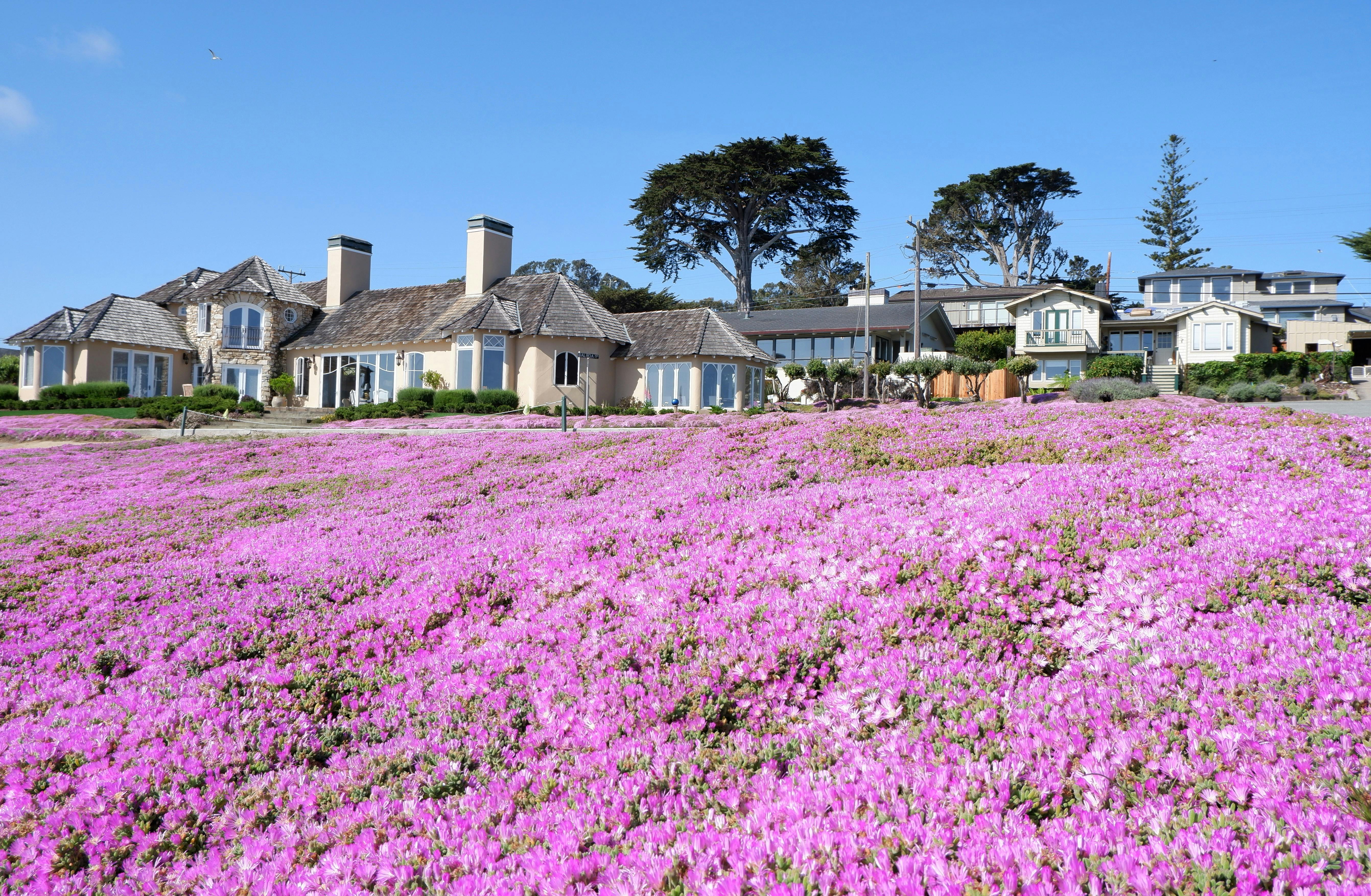 Rural Landscape with Houses and a Field of Blooming Flowers · Free ...