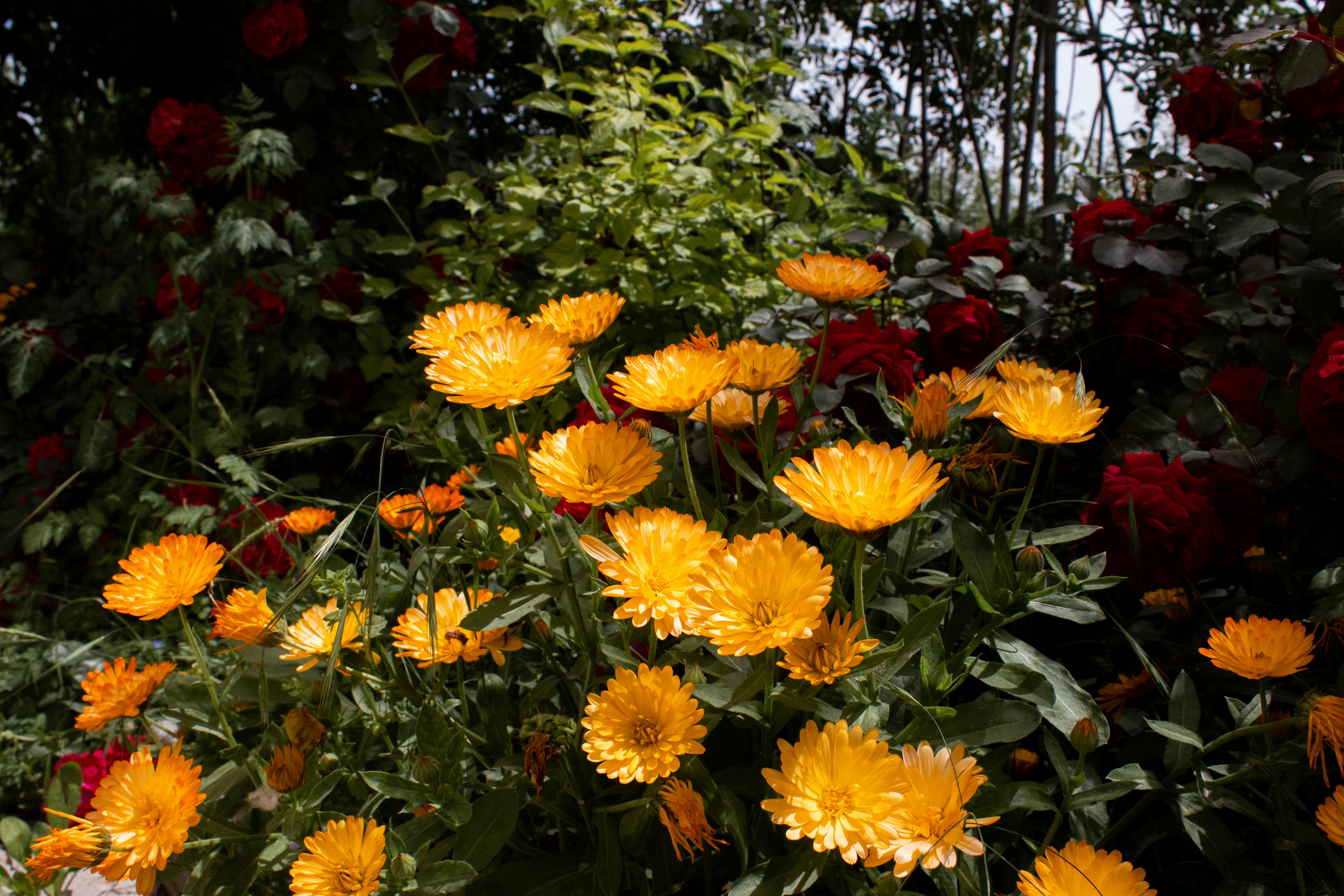 Close-up of Marigold Flowers and Roses · Free Stock Photo