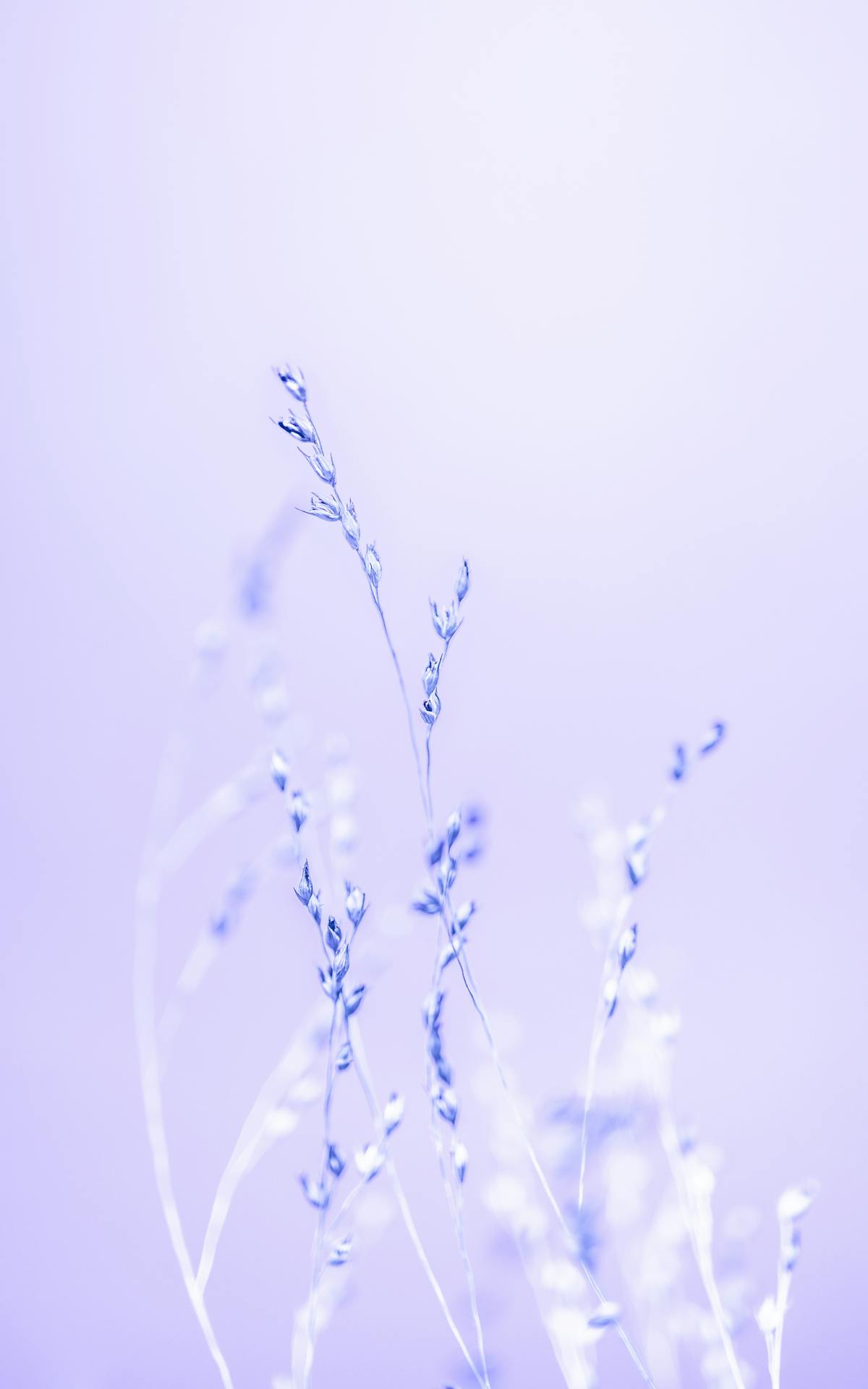 Abstract Lavender Photos, Download The BEST Free Abstract Lavender ...