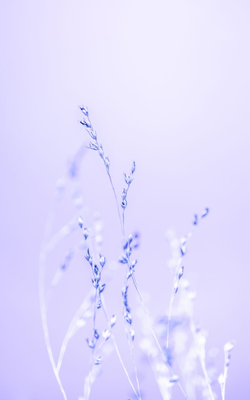 Laptop Lavender Color Wallpaper Photos, Download The BEST Free Laptop ...
