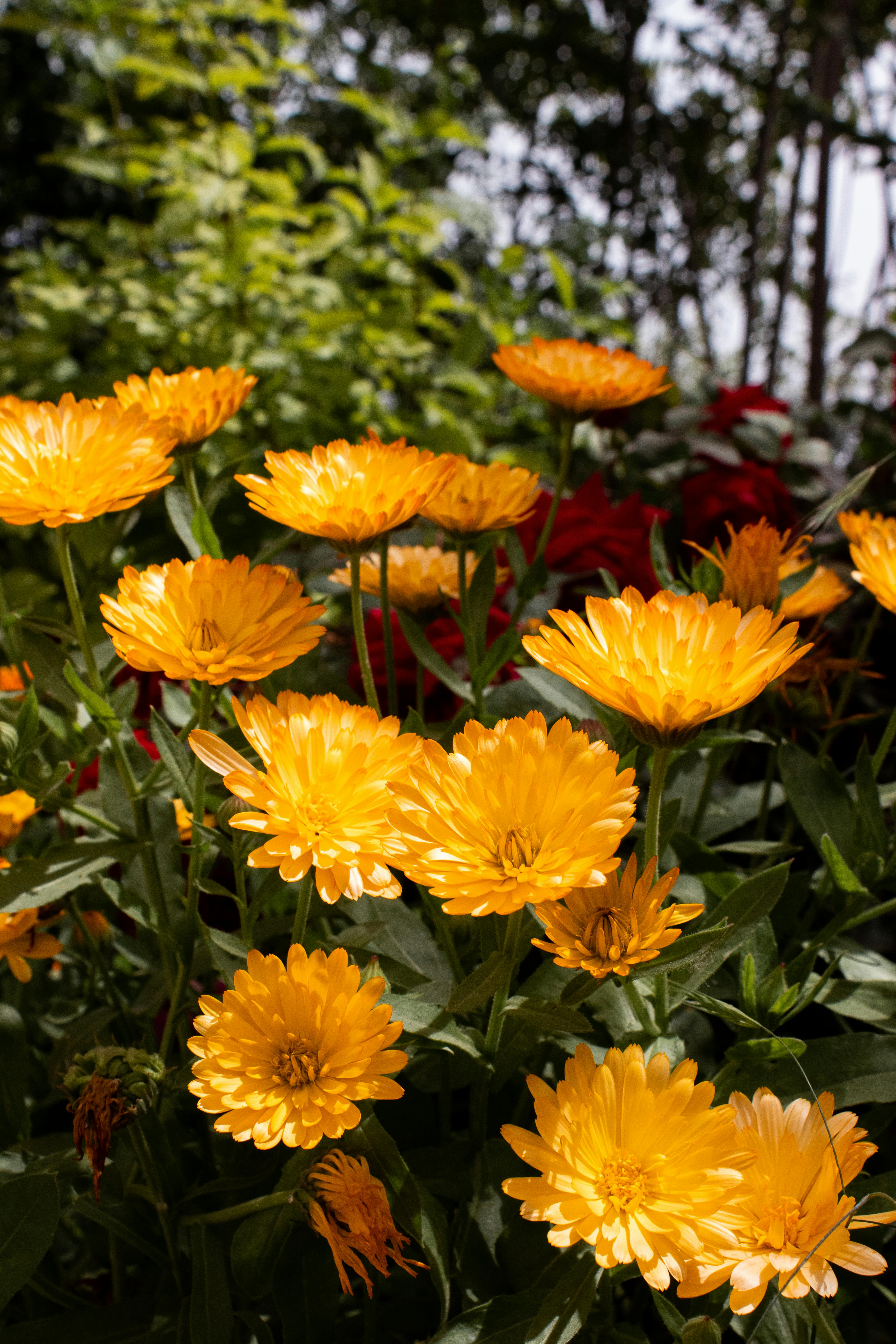 Close-up of Marigold Flowers and Roses in the Background · Free Stock Photo