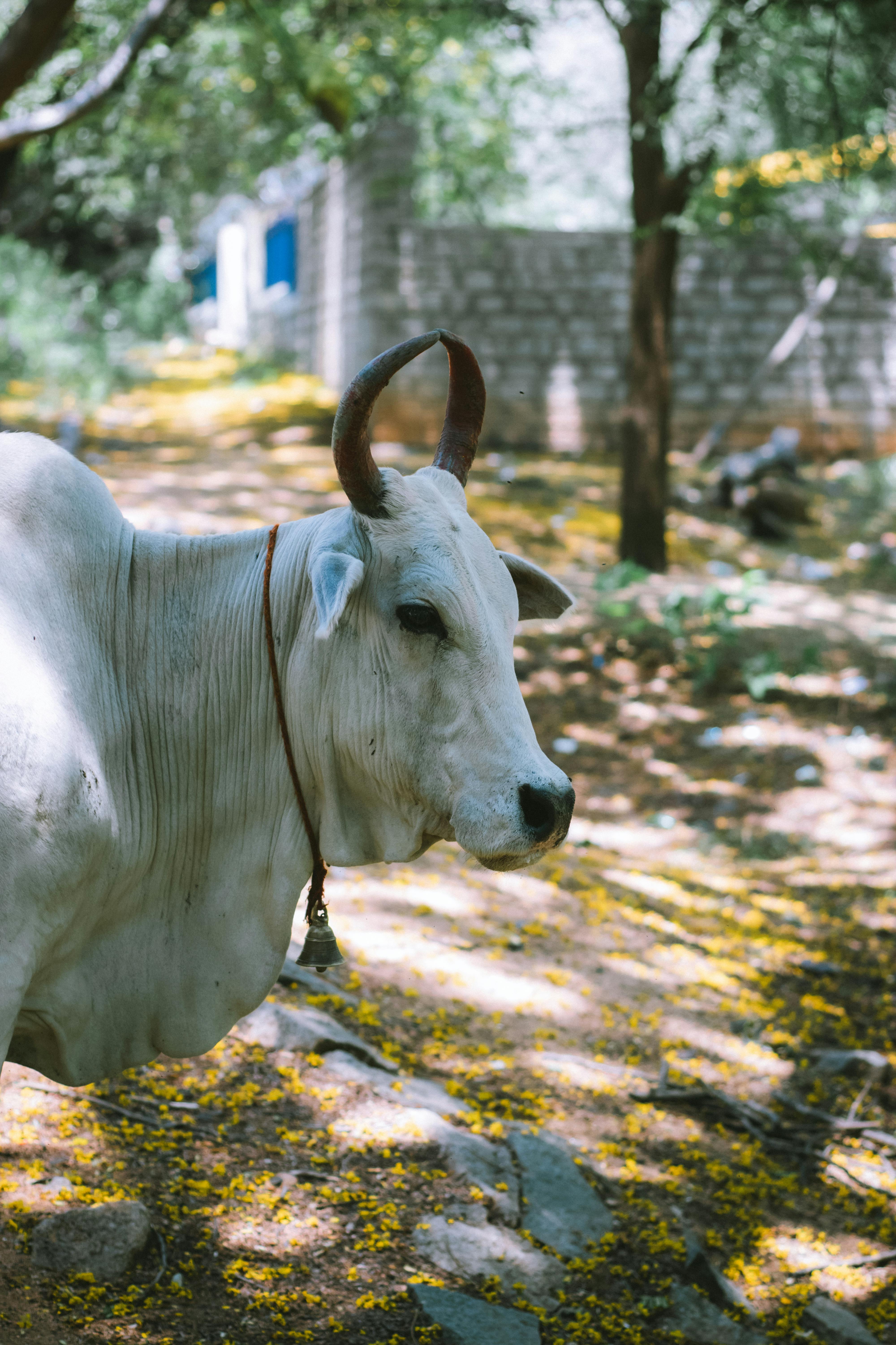 Bull Head Photos, Download The BEST Free Bull Head Stock Photos & HD Images