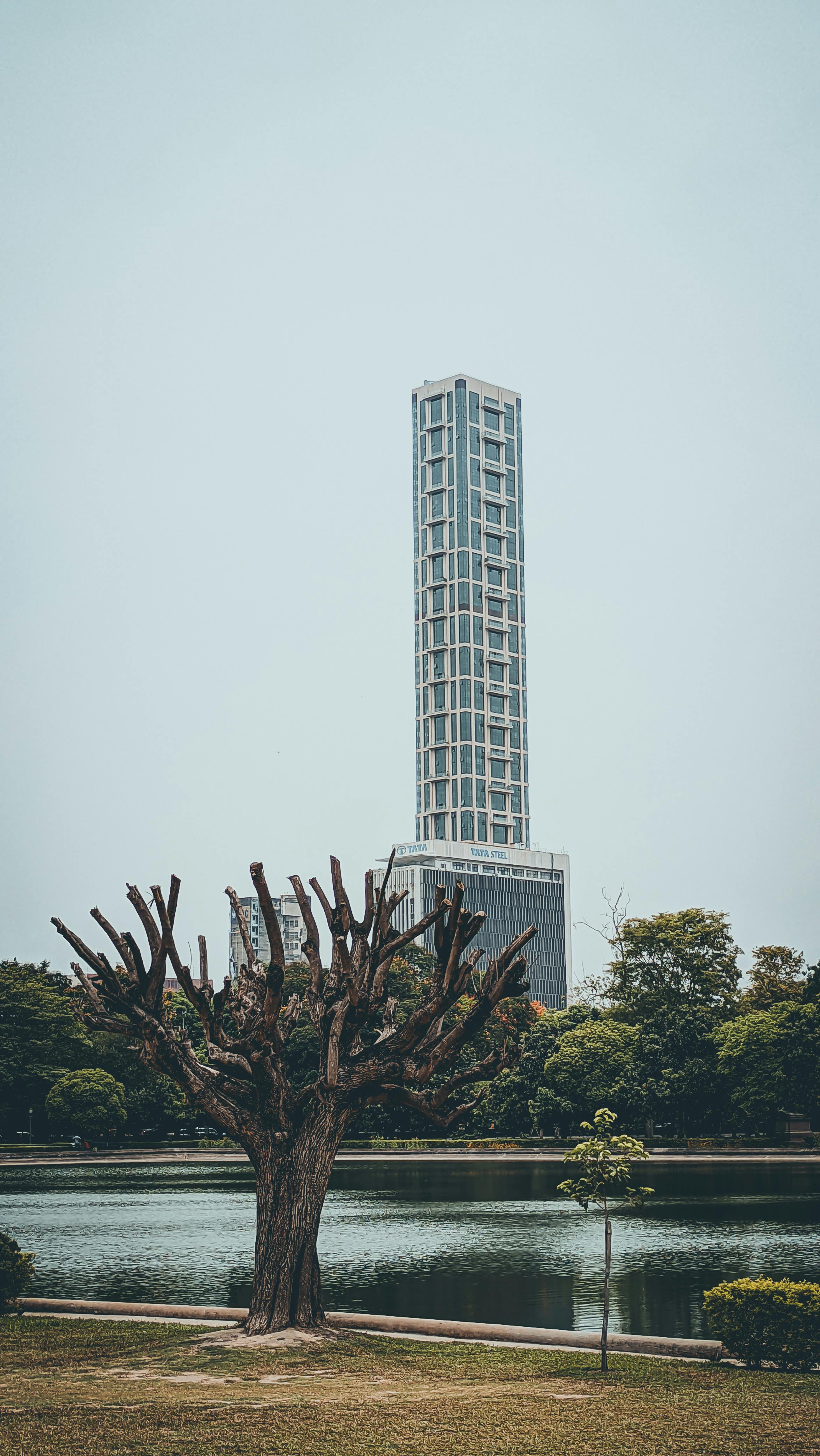 A tree in front of a building with a tall tower · Free Stock Photo