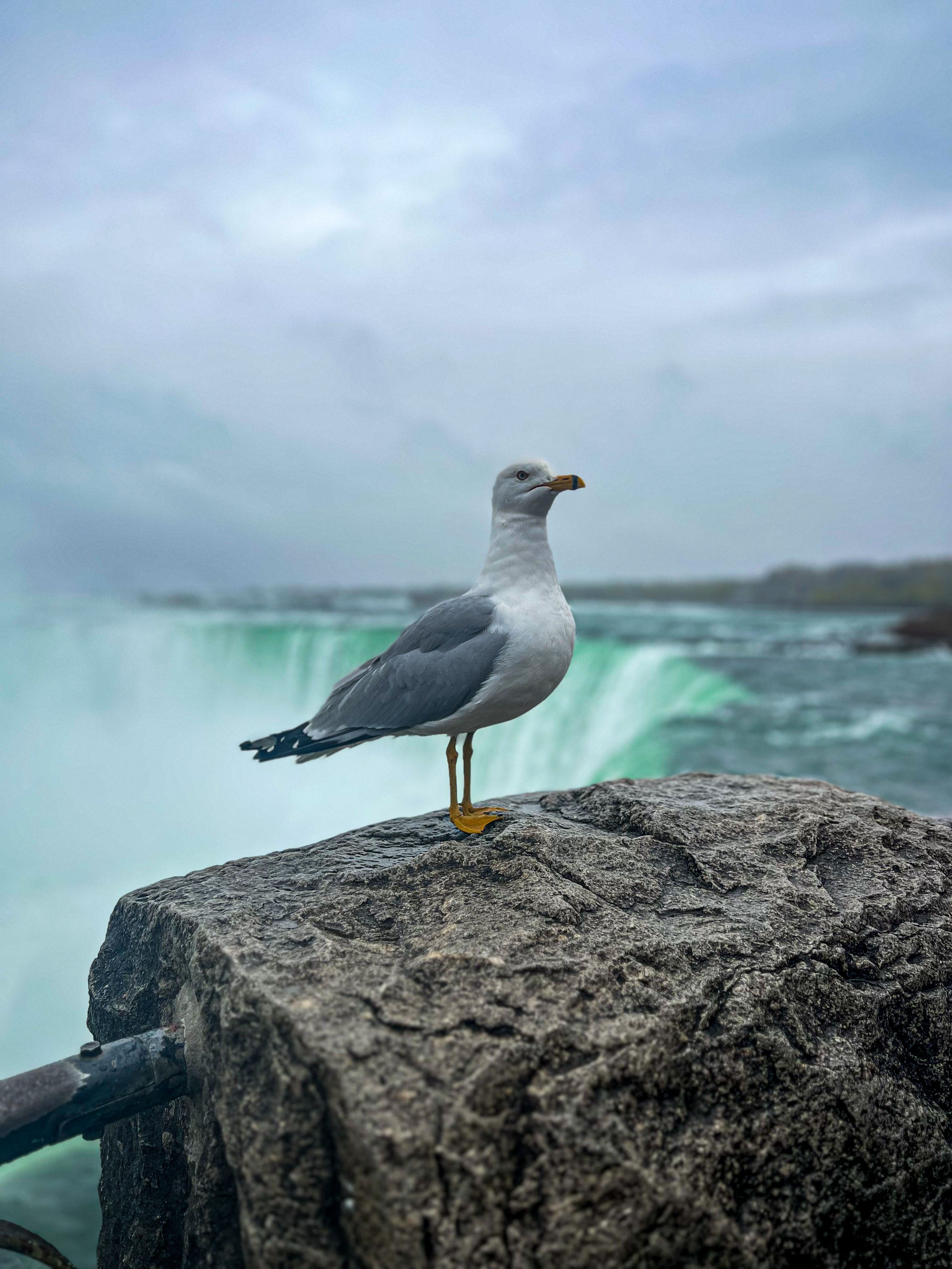 Seagull near Waterfall · Free Stock Photo