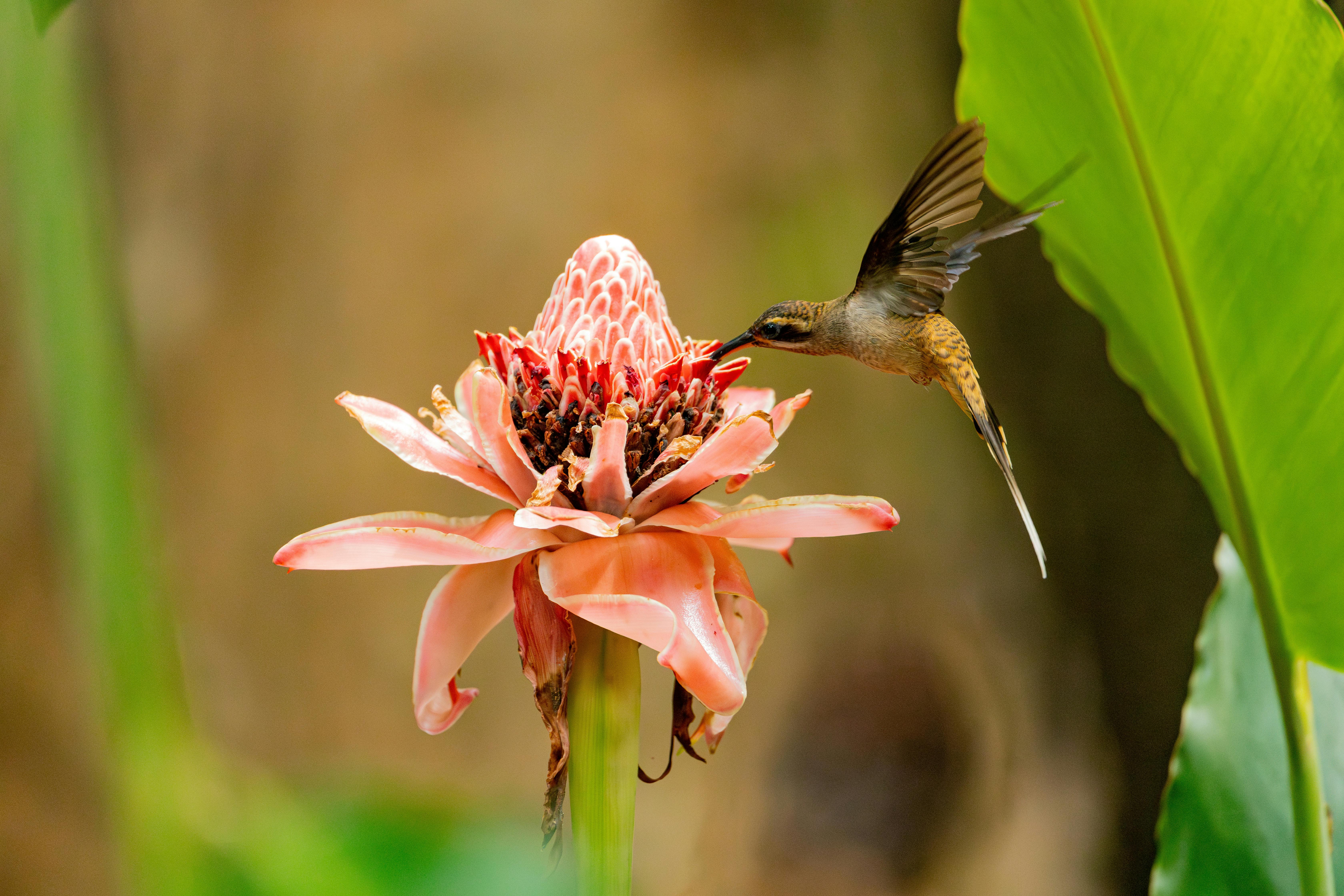 Hummingbird Hovering over Flower · Free Stock Photo