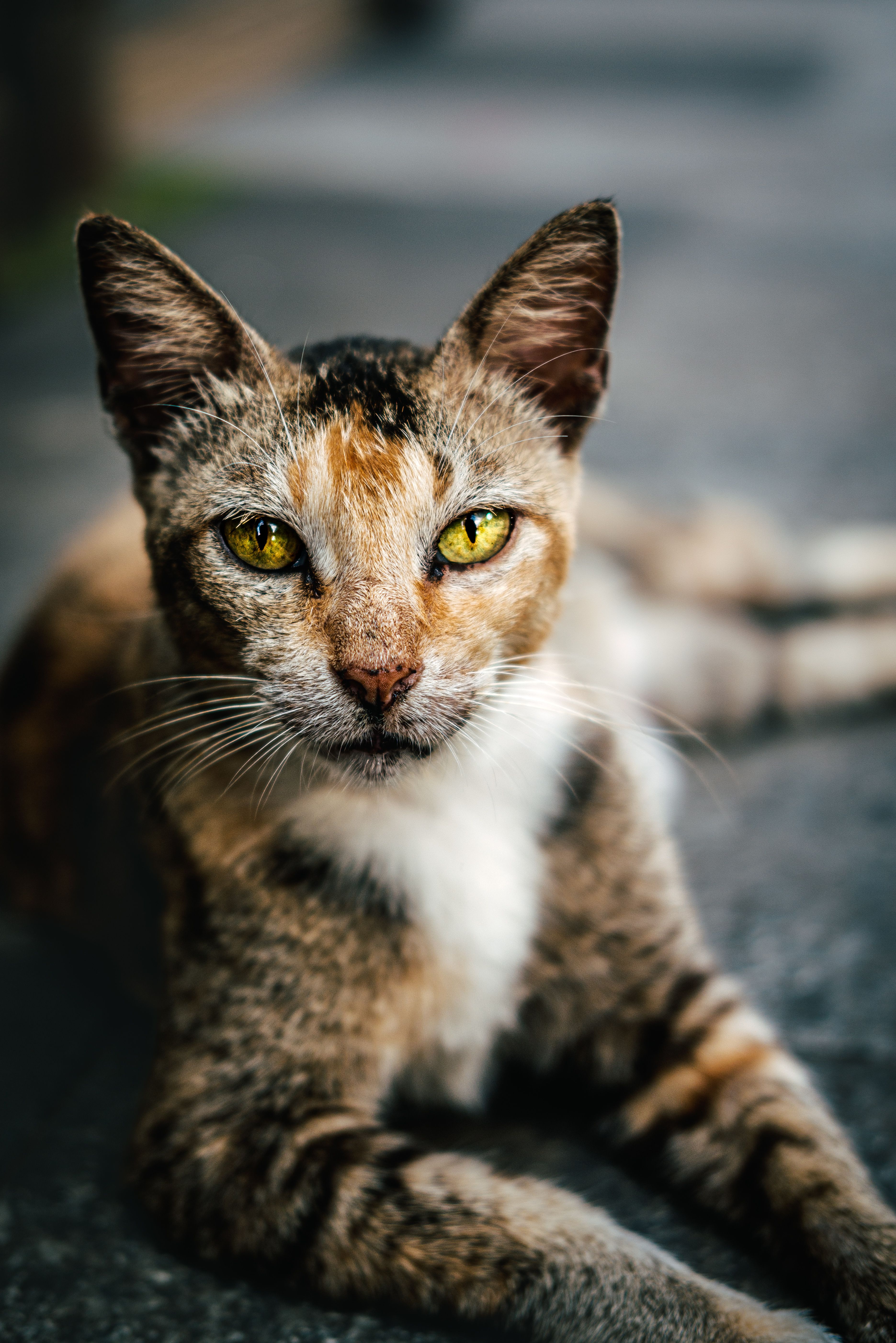 Close-up of a Lying Cat · Free Stock Photo