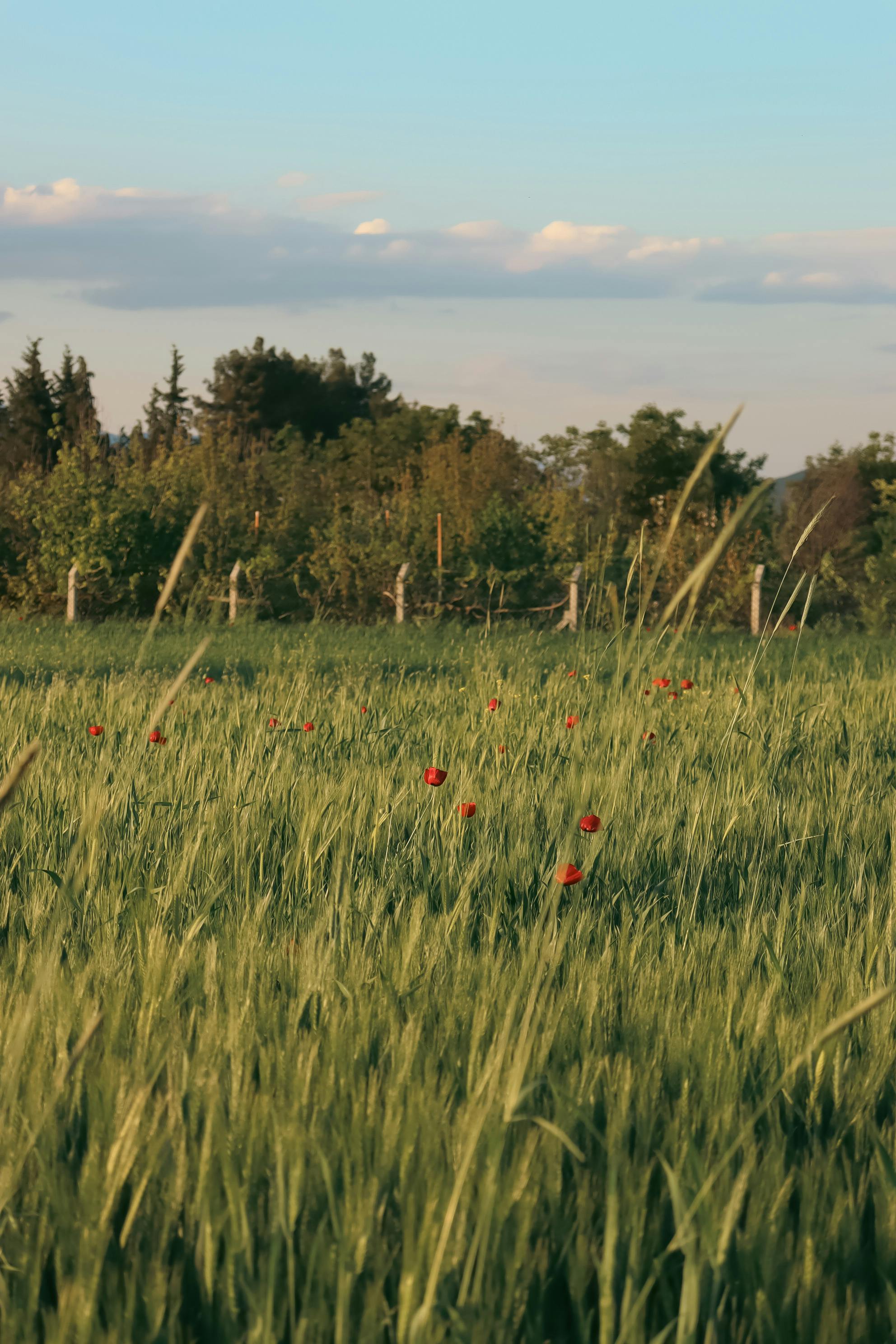 A Grass Field in the Countryside · Free Stock Photo