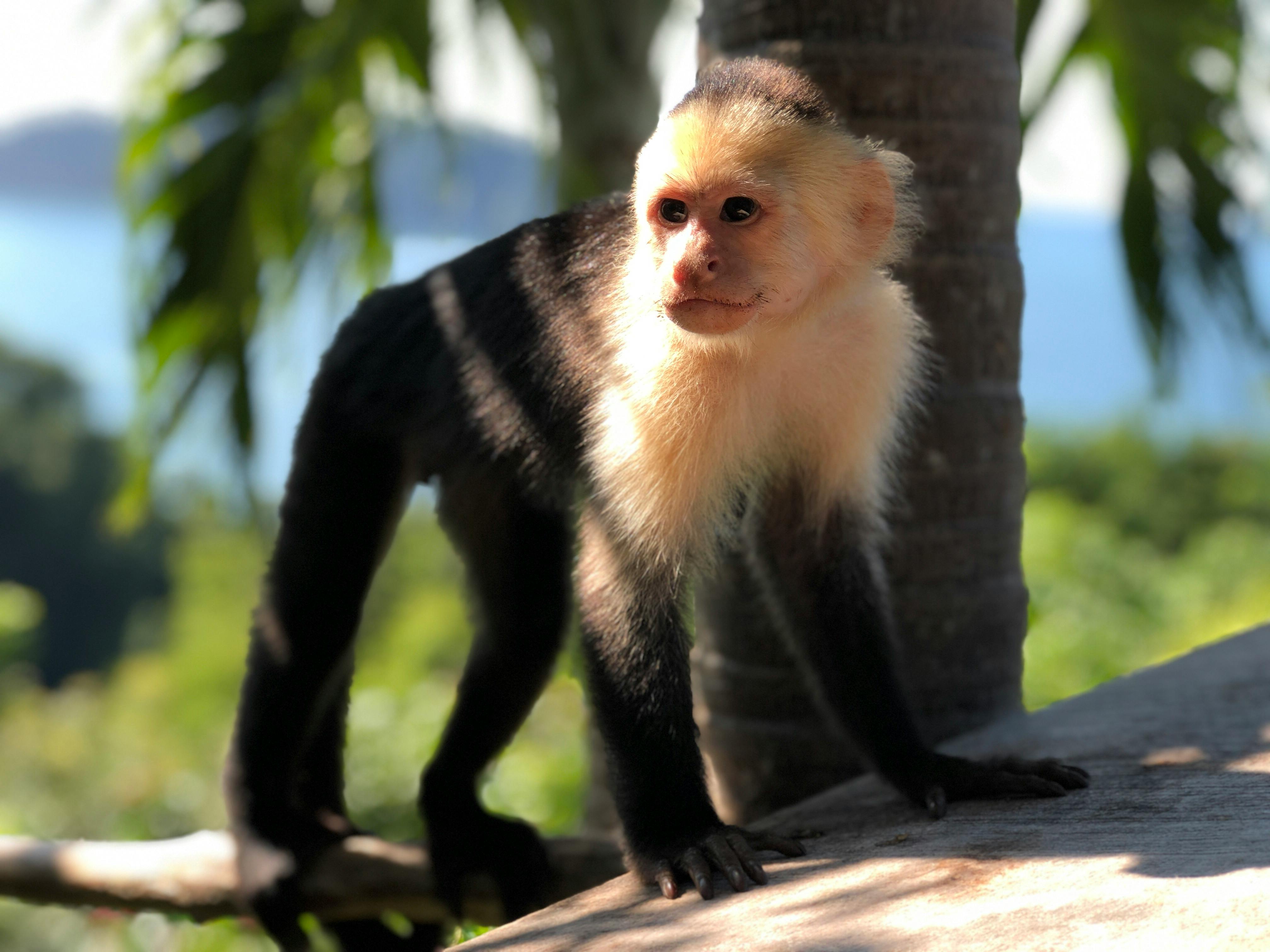 Free stock photo of capuccin monkey, cariblanco, chango
