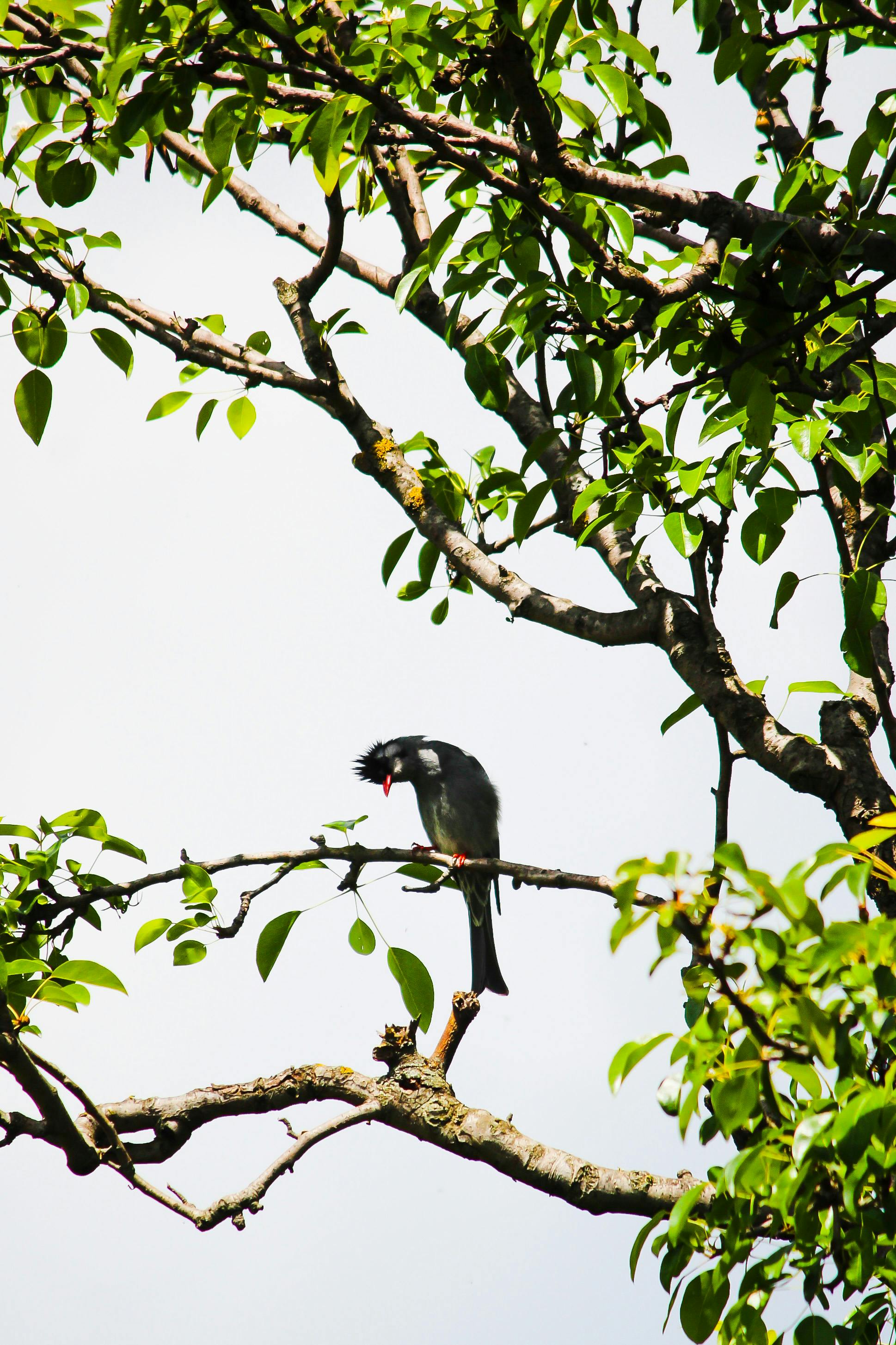 Himanshu Sharma - 사진