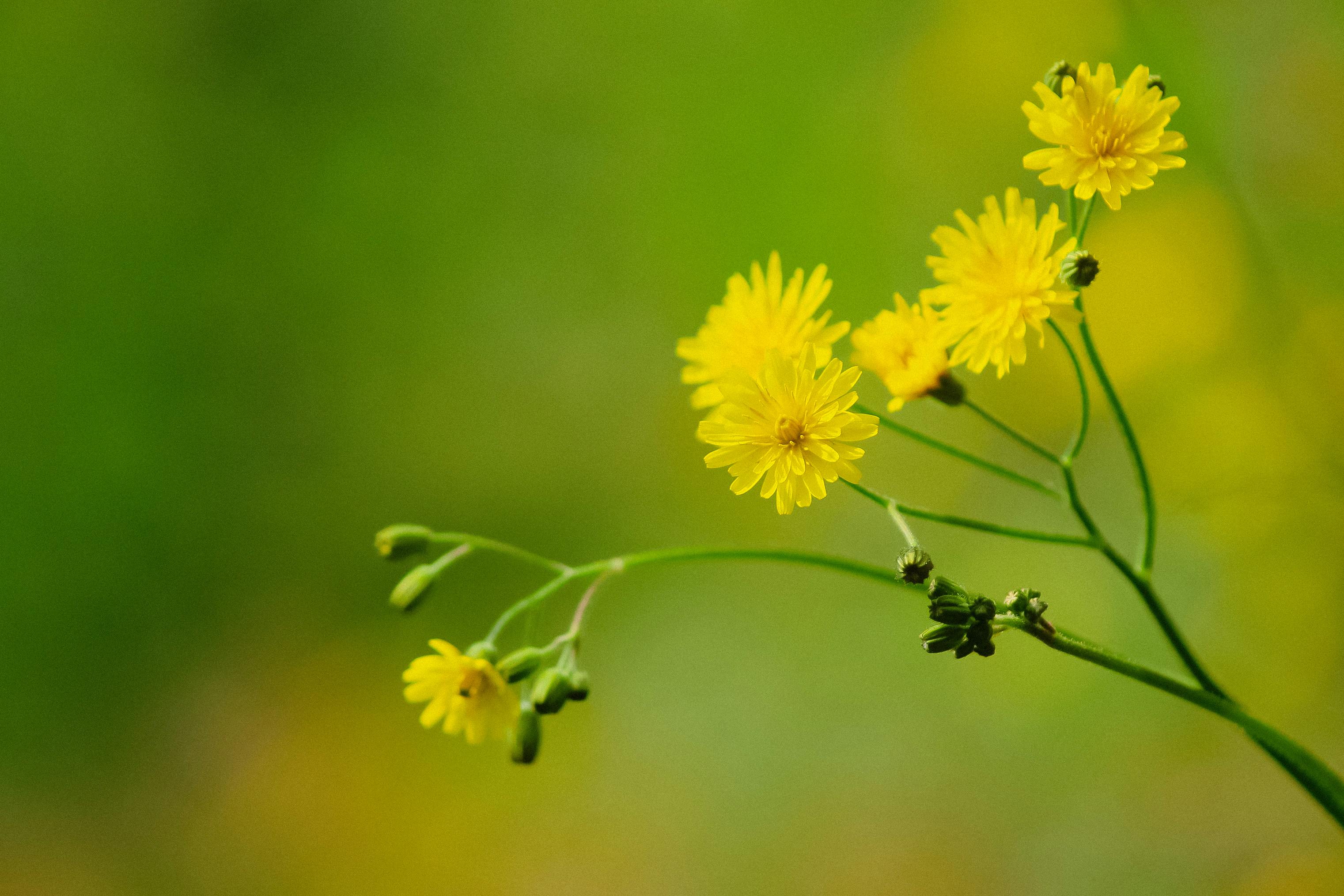 Himanshu Sharma - 사진