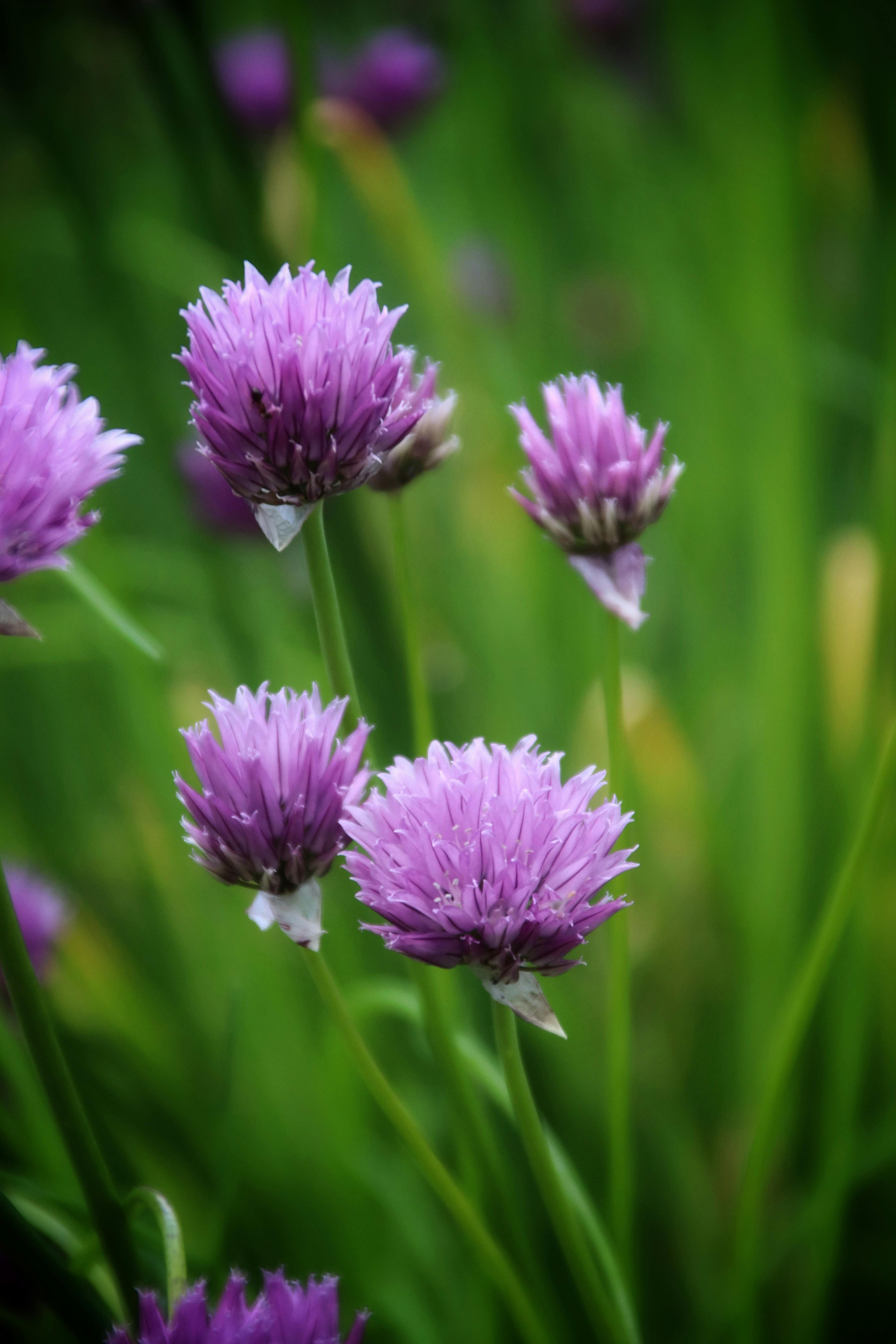 Purple Chives Field · Free Stock Photo