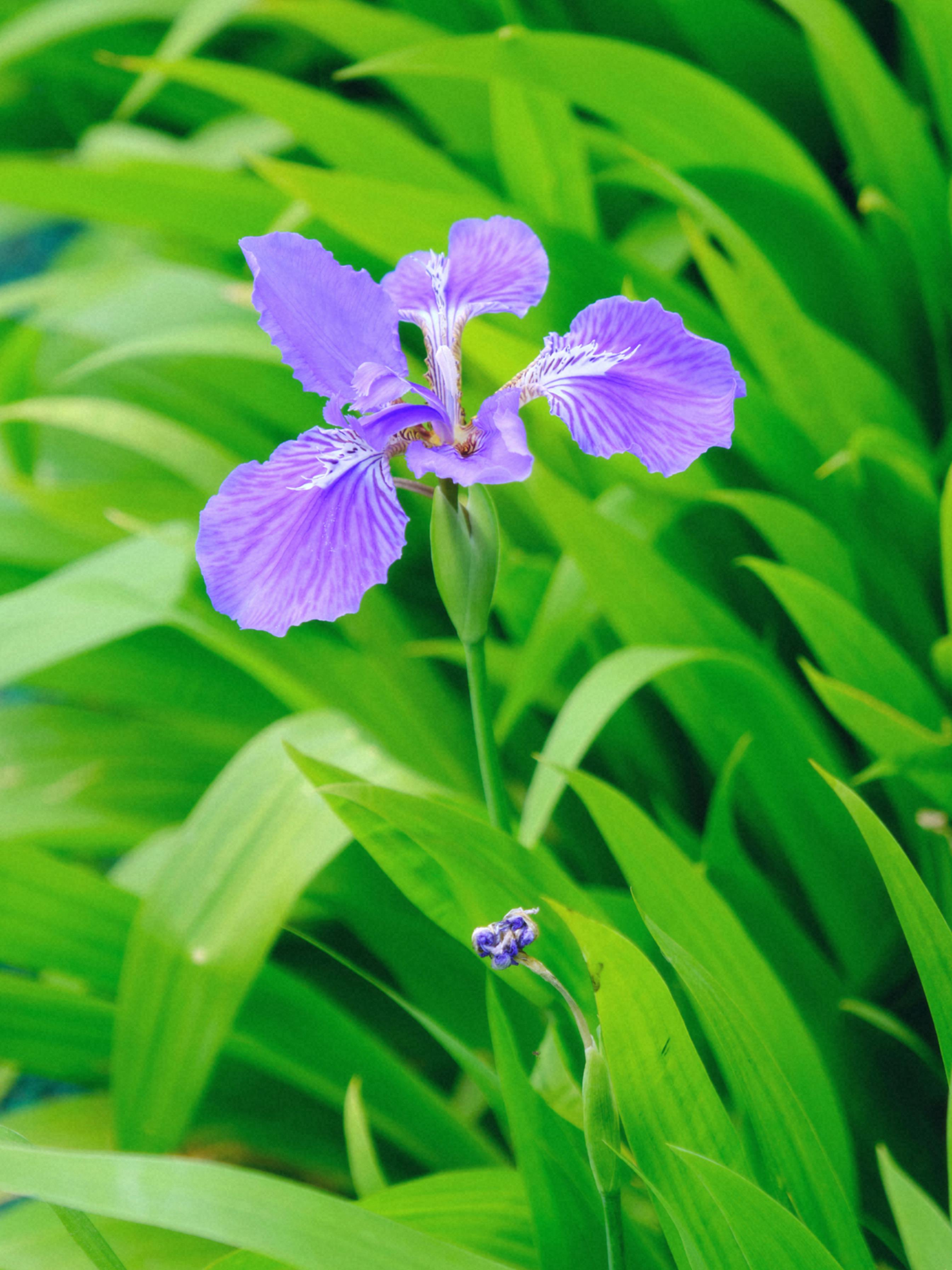 Close-up of a Roof Iris · Free Stock Photo