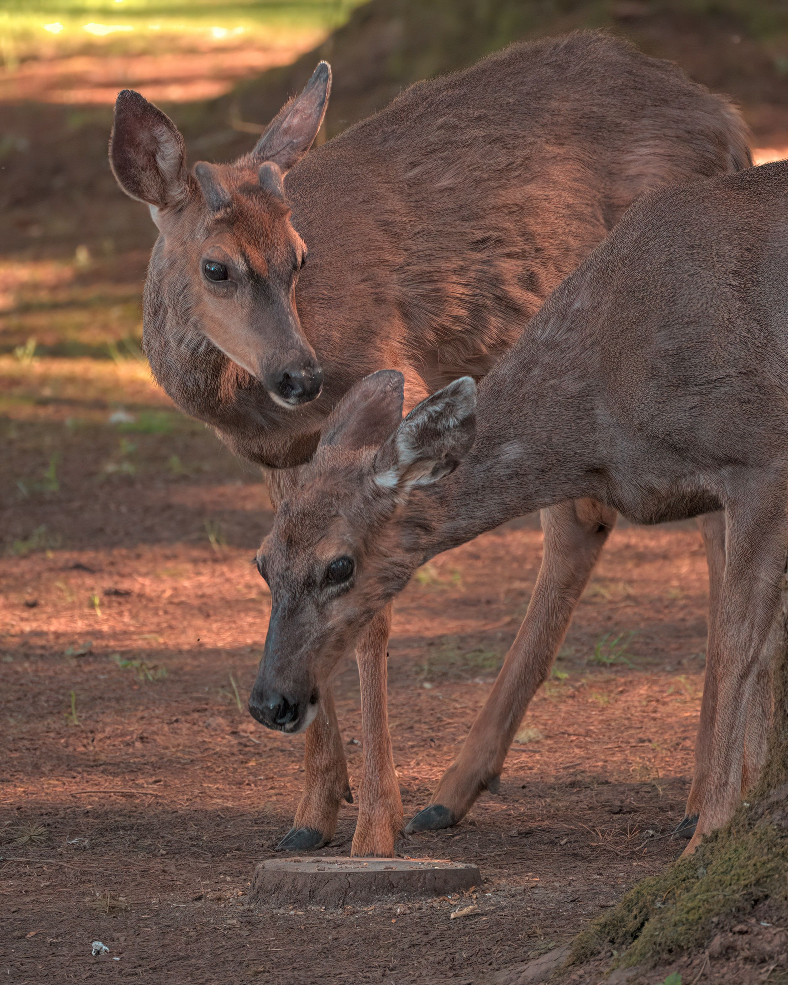Fawns Photos, Download The BEST Free Fawns Stock Photos & HD Images