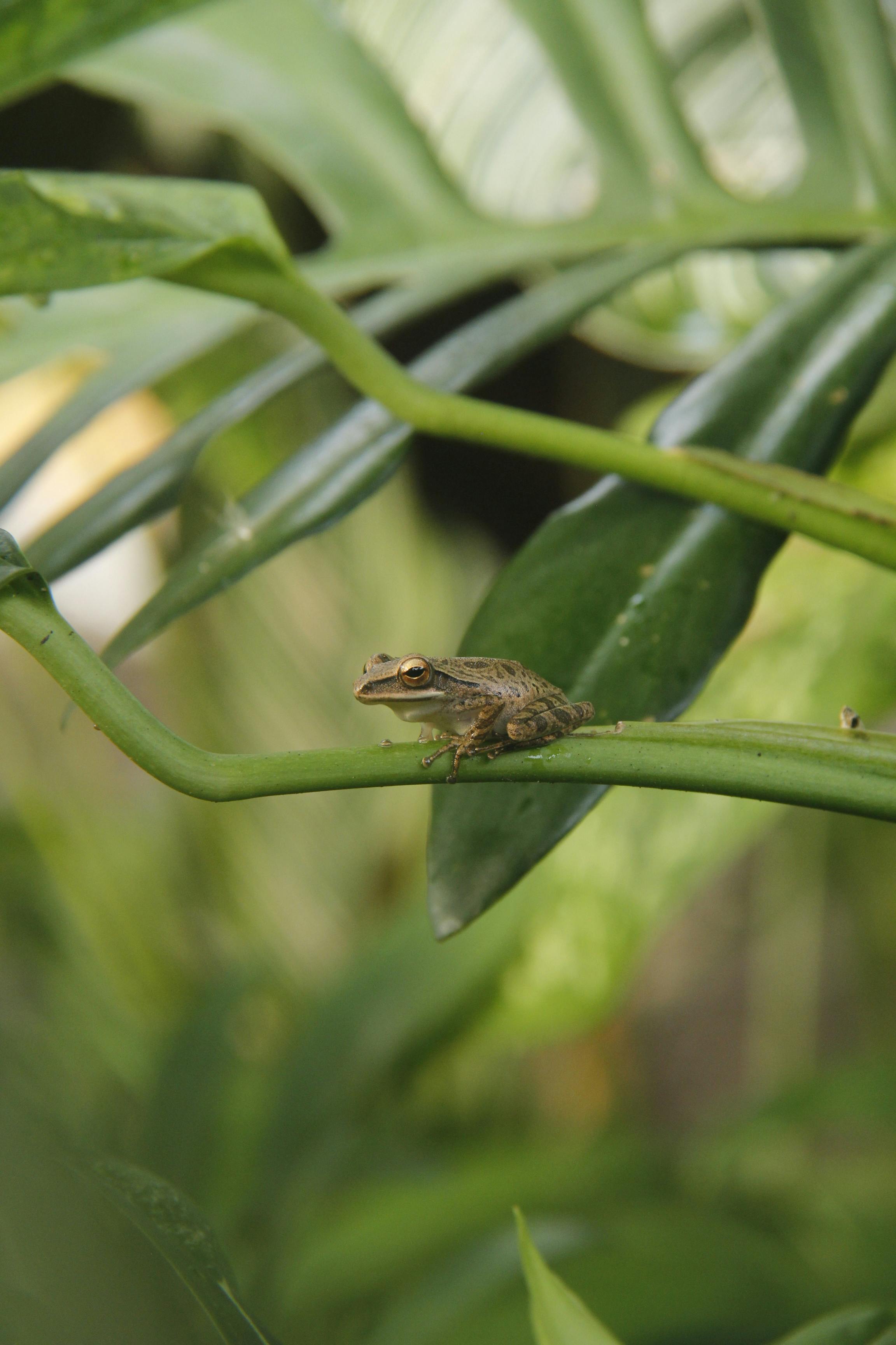Tiny Frog on a Stem of a Plant · Free Stock Photo
