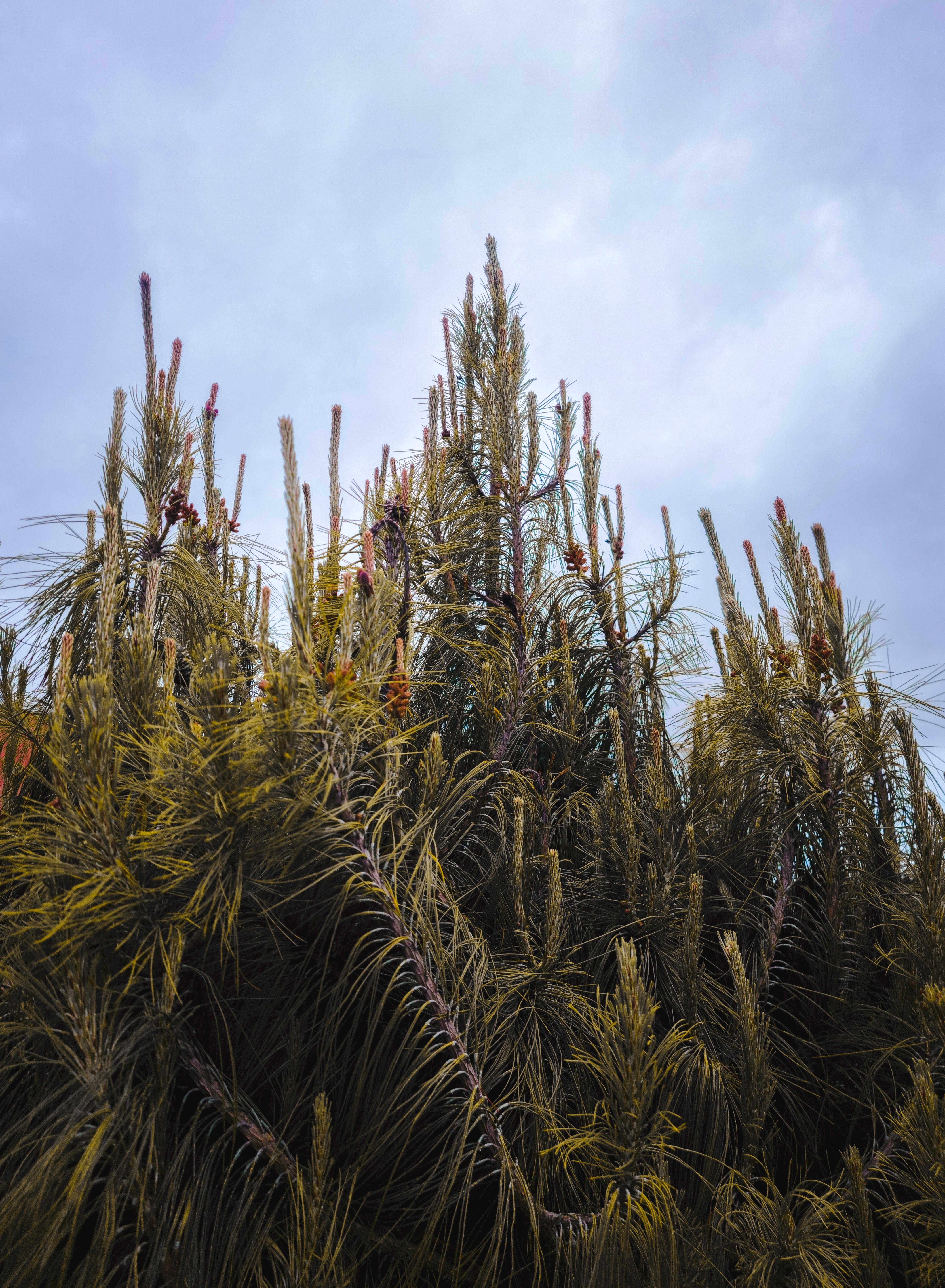 Green, Tall Plants · Free Stock Photo