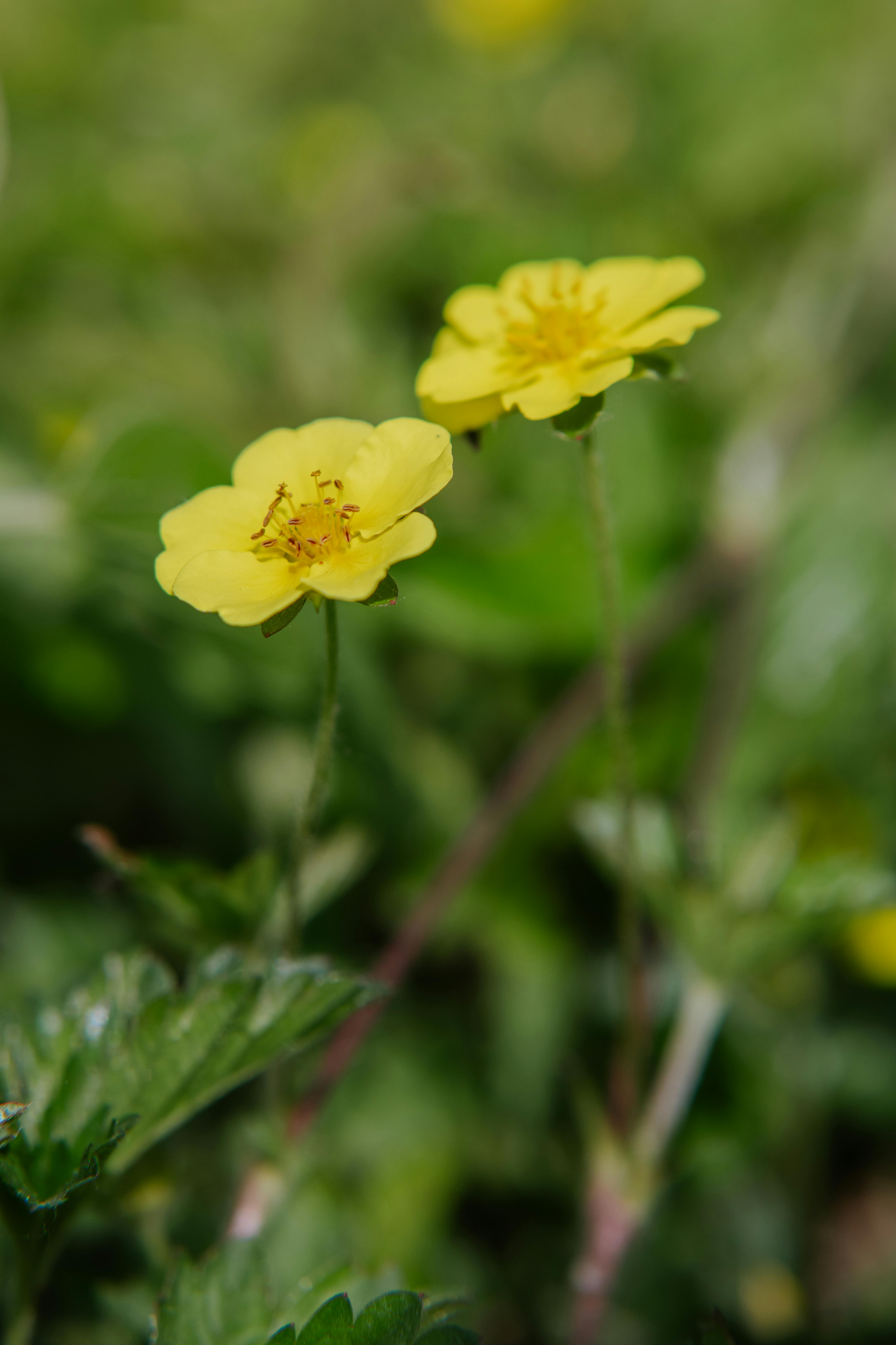 Delicate Blooming Kingcups · Free Stock Photo