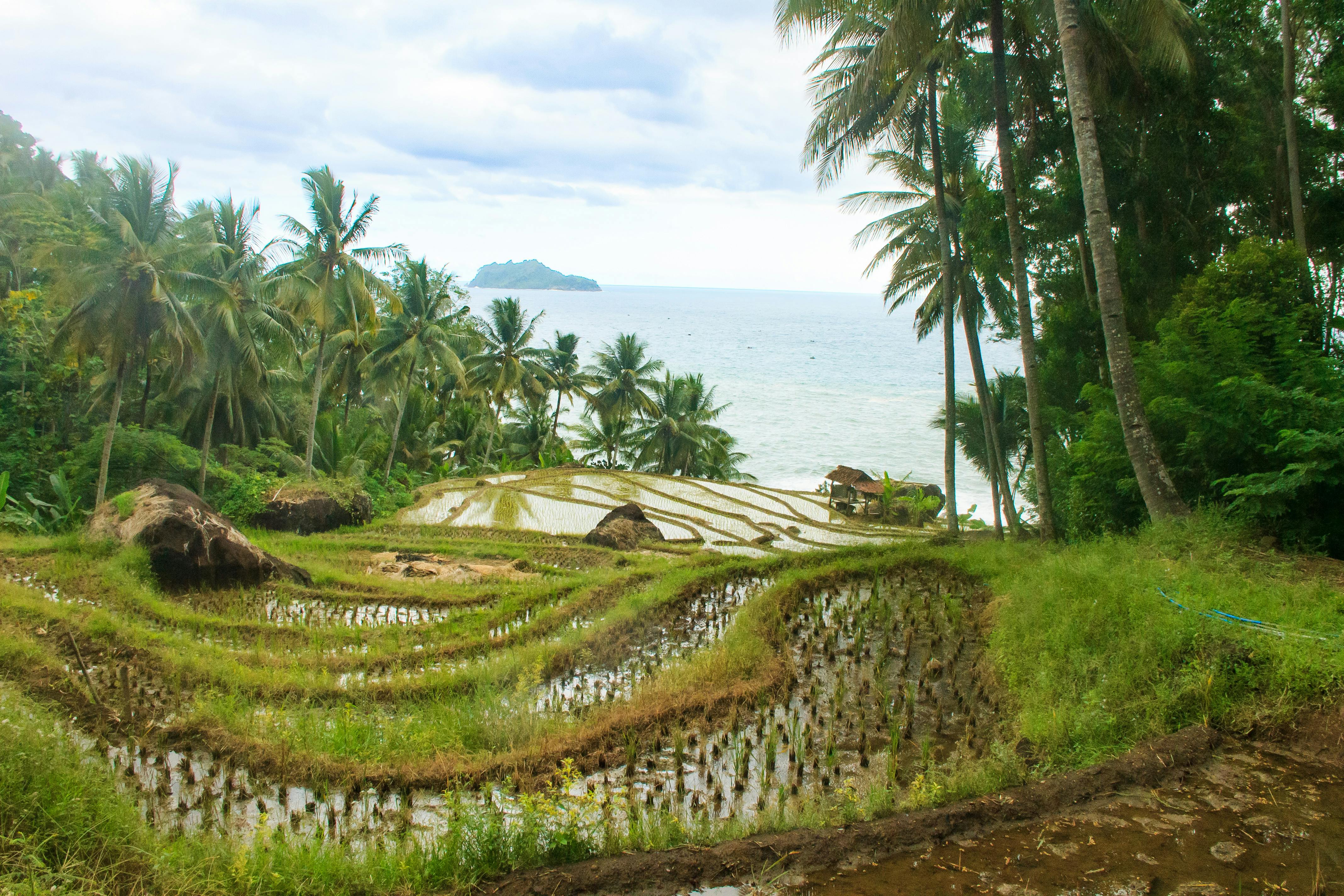 Terraced Rice Paddies · Free Stock Photo
