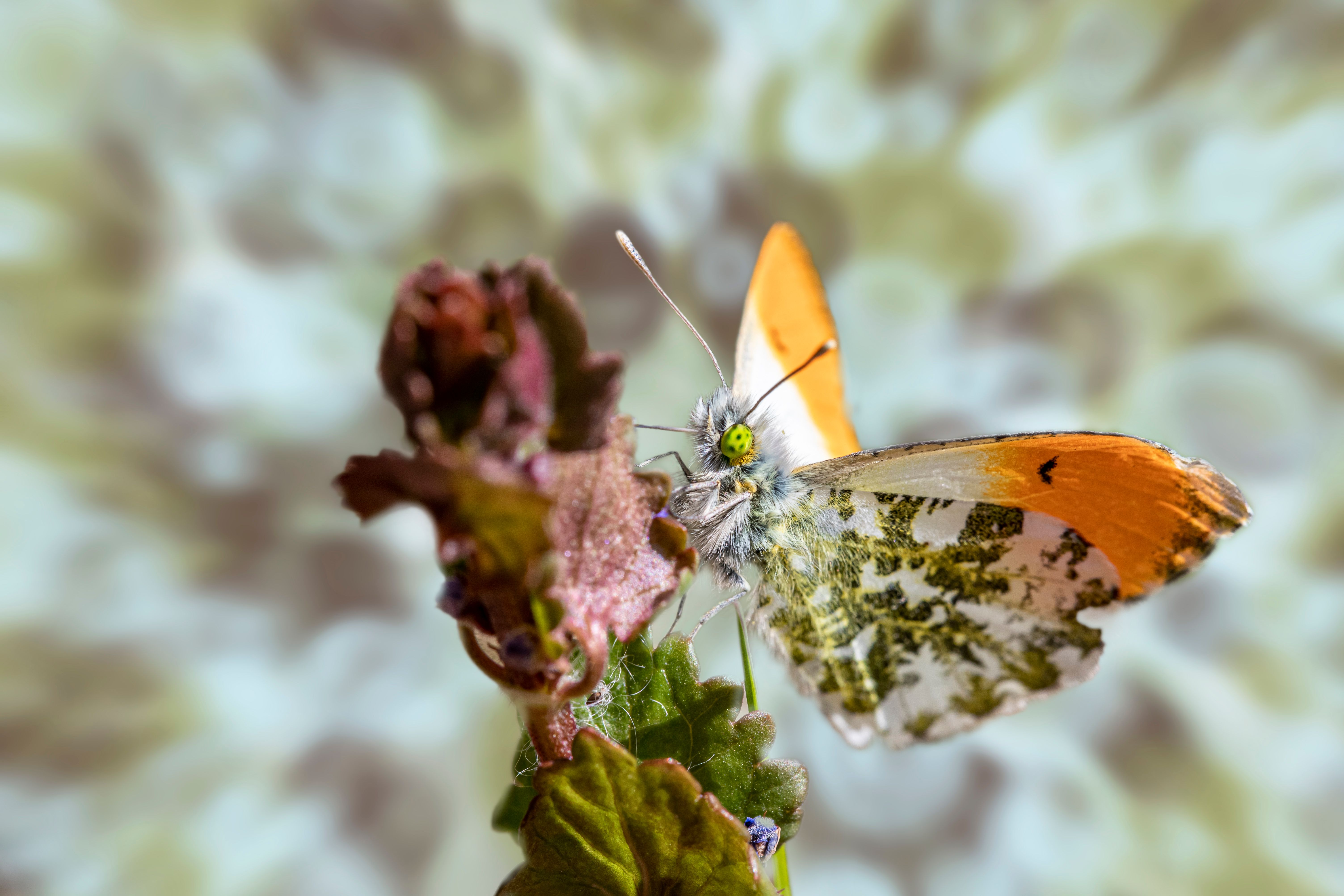 Nature 32k Wallpaper Photos, Download The BEST Free Nature 32k ...