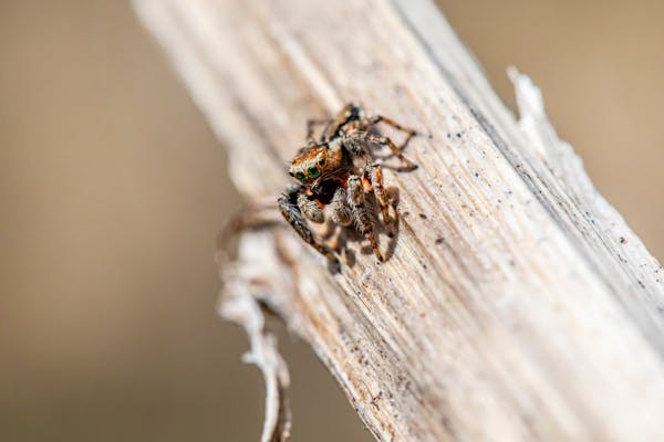 Pipe Spider Photos, Download The BEST Free Pipe Spider Stock Photos ...