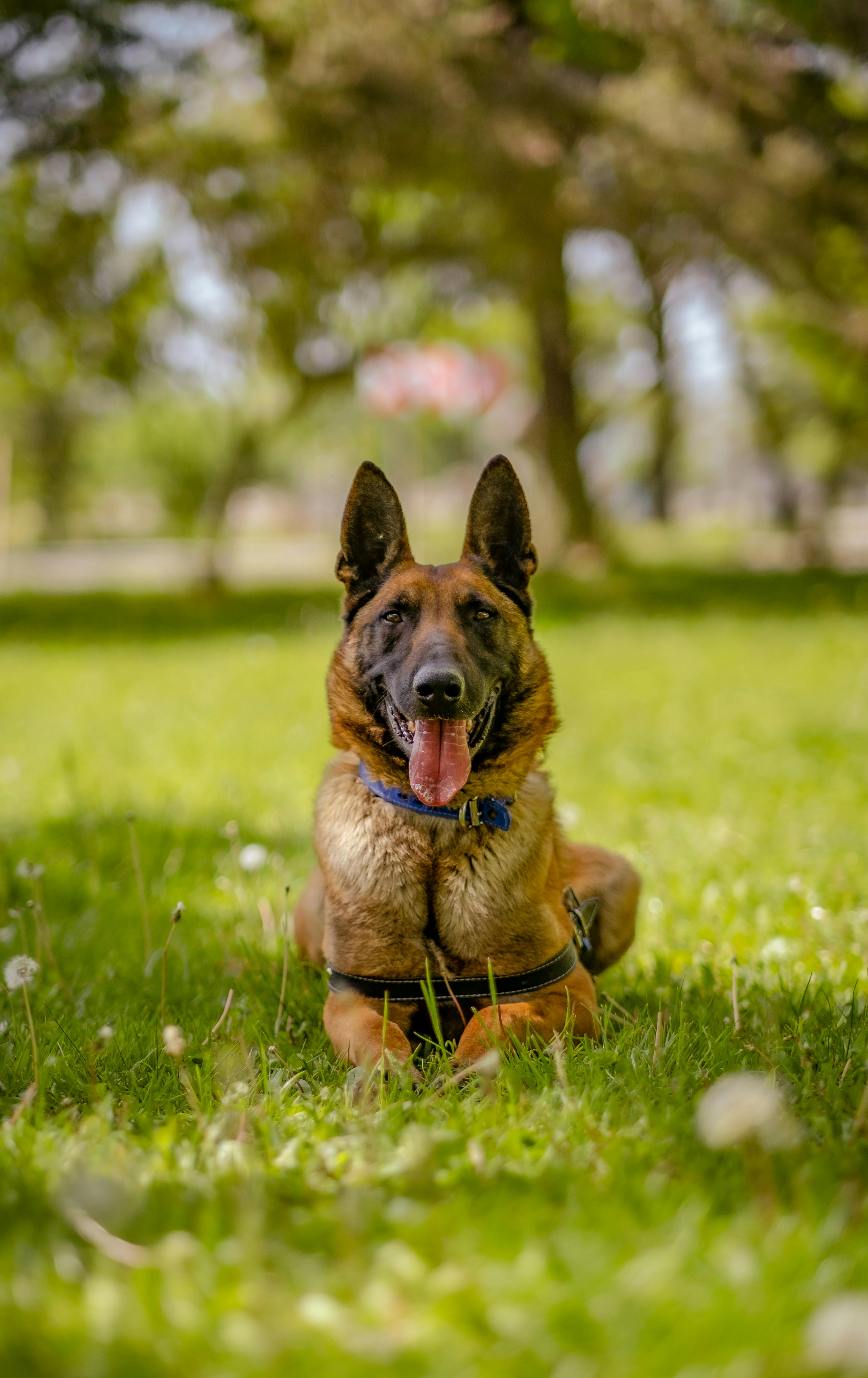 Gsd Vamp Photos, Download The BEST Free Gsd Vamp Stock Photos & HD Images