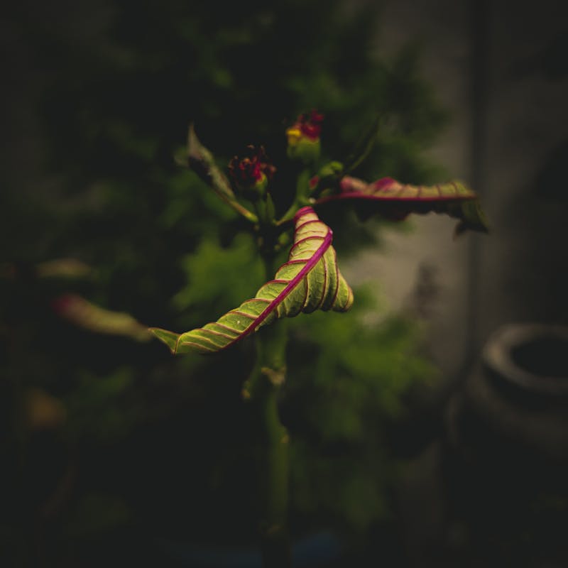 Plant Budding Photos, Download The BEST Free Plant Budding Stock Photos ...