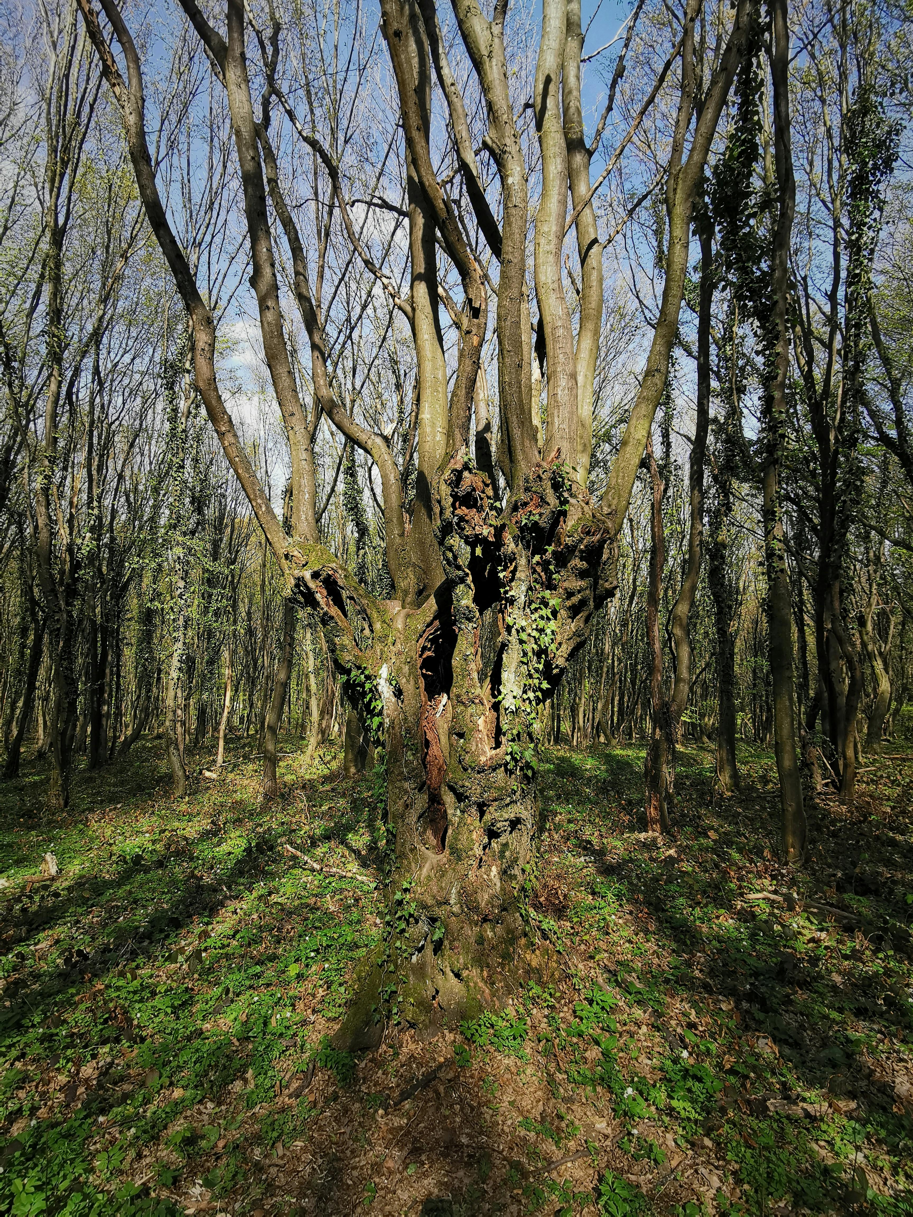 Sunlit Trees in Forest · Free Stock Photo