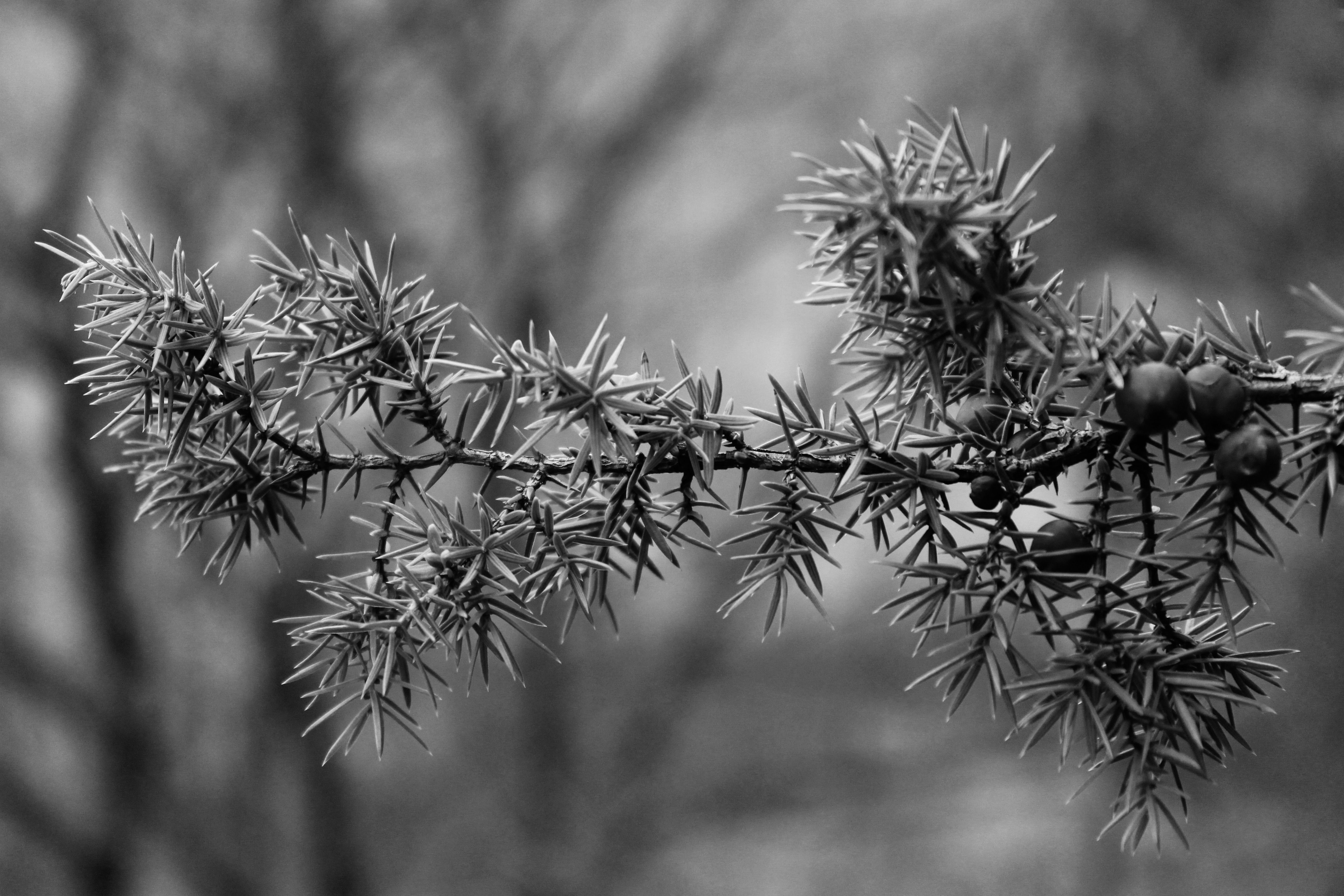 Conifer Tree Art Photos, Download The BEST Free Conifer Tree Art Stock ...