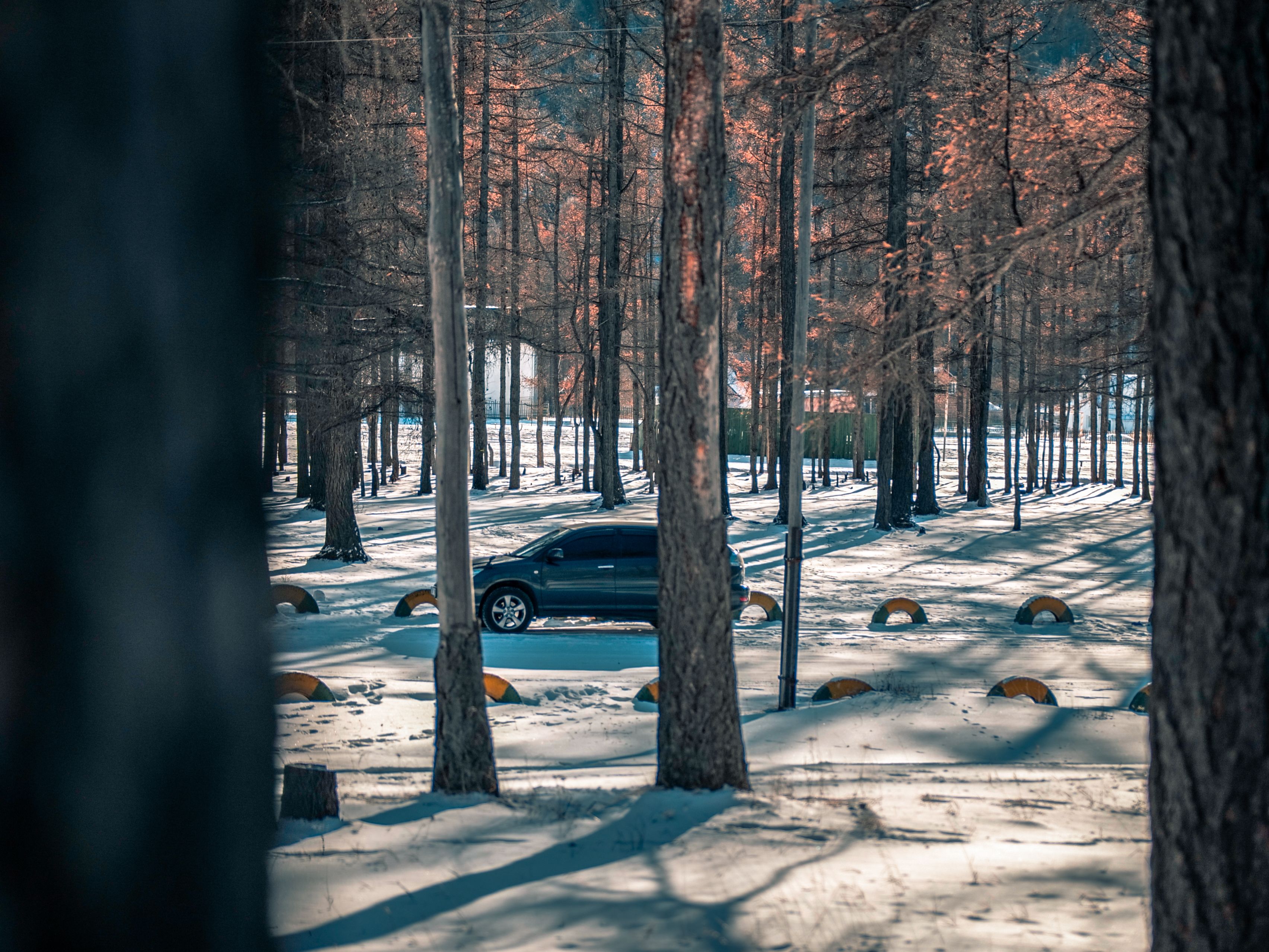 Free stock photo of car, forest, harrier
