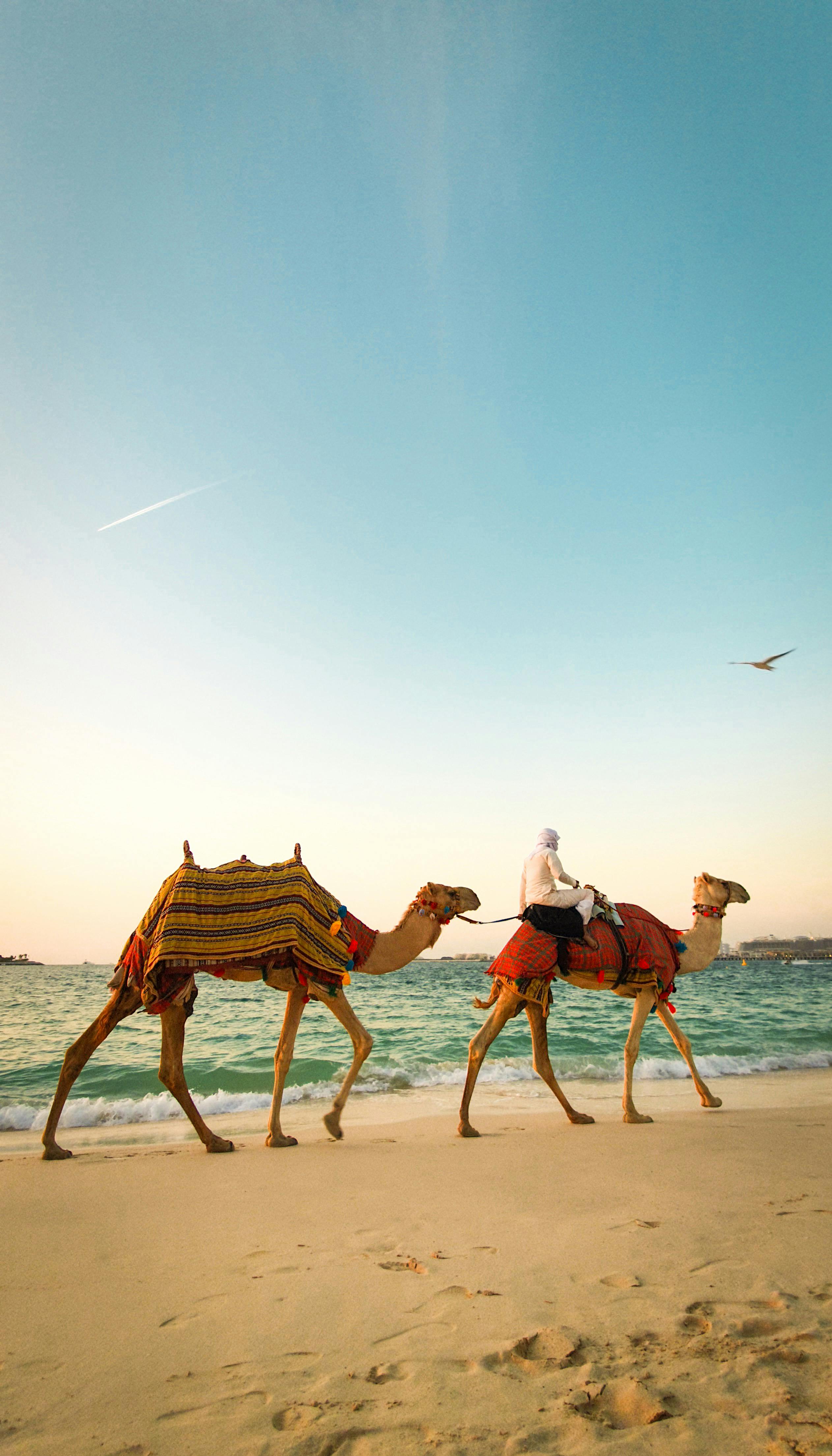 Man Riding Camels on Sea Shore · Free Stock Photo