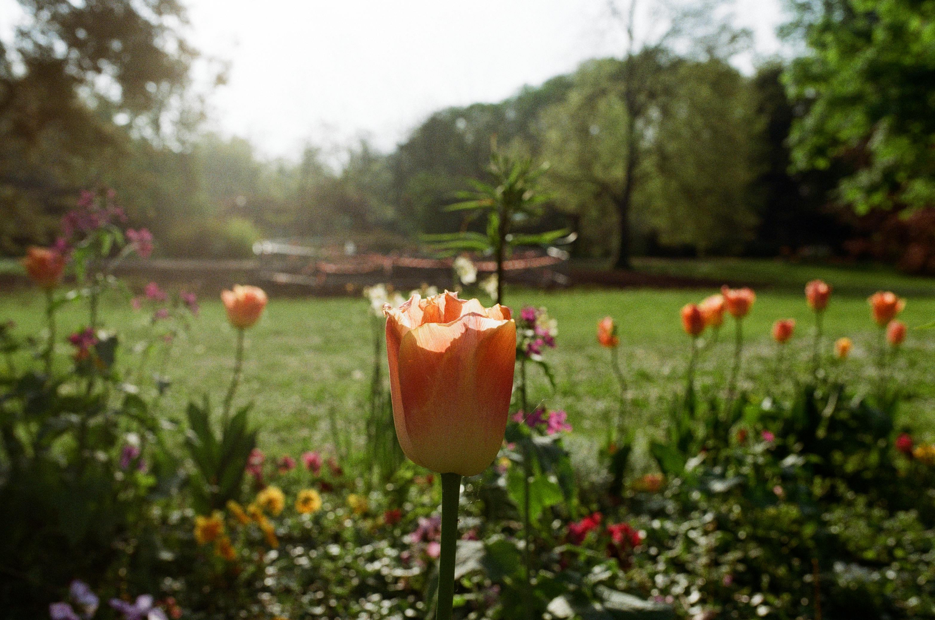 Plants Gif Photos, Download The BEST Free Plants Gif Stock Photos & HD ...