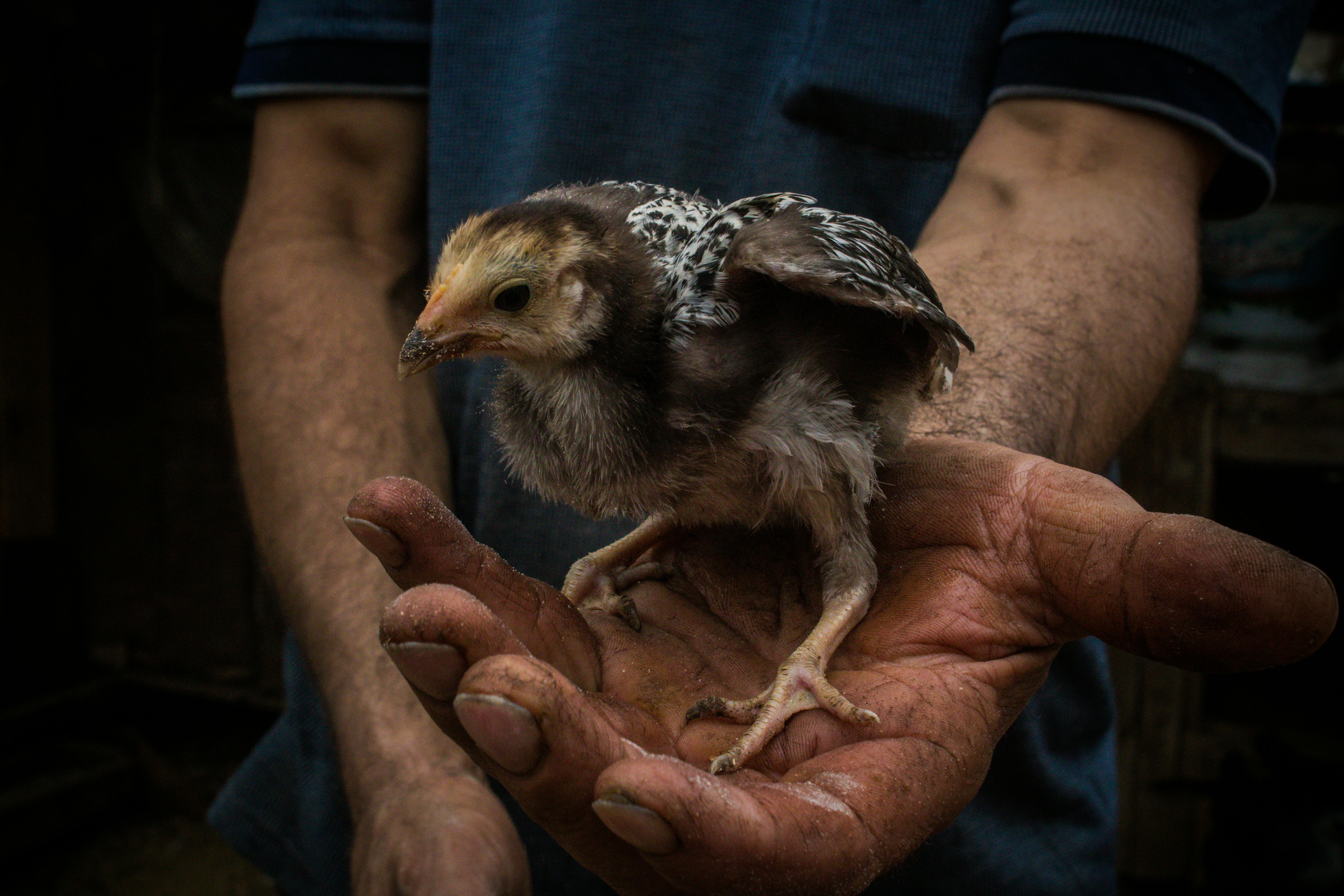 Animal Keeping Photos, Download The BEST Free Animal Keeping Stock ...